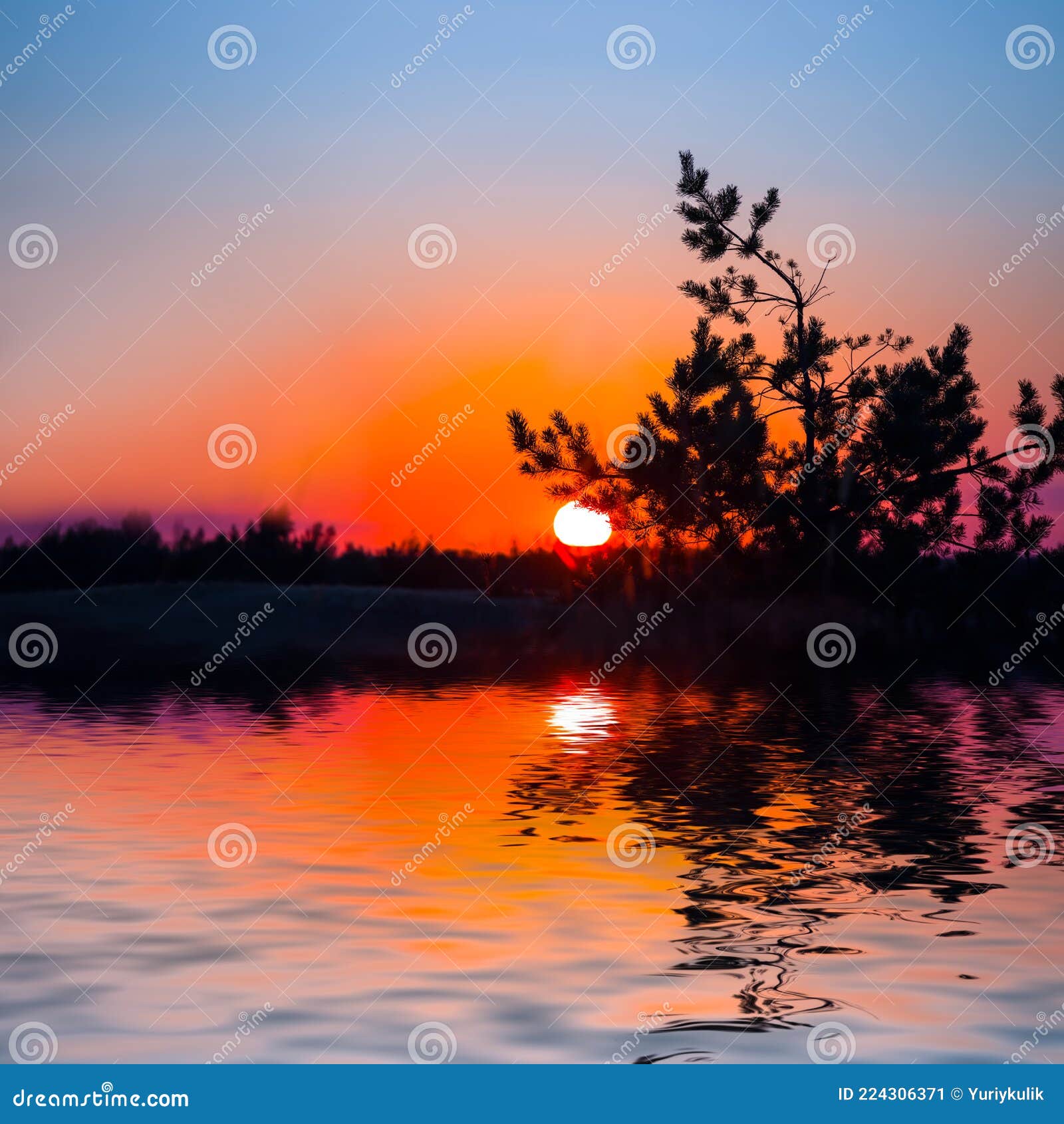 Pine Tree Silhouette Reflected in Lake at the Dramatic Sunset Stock ...