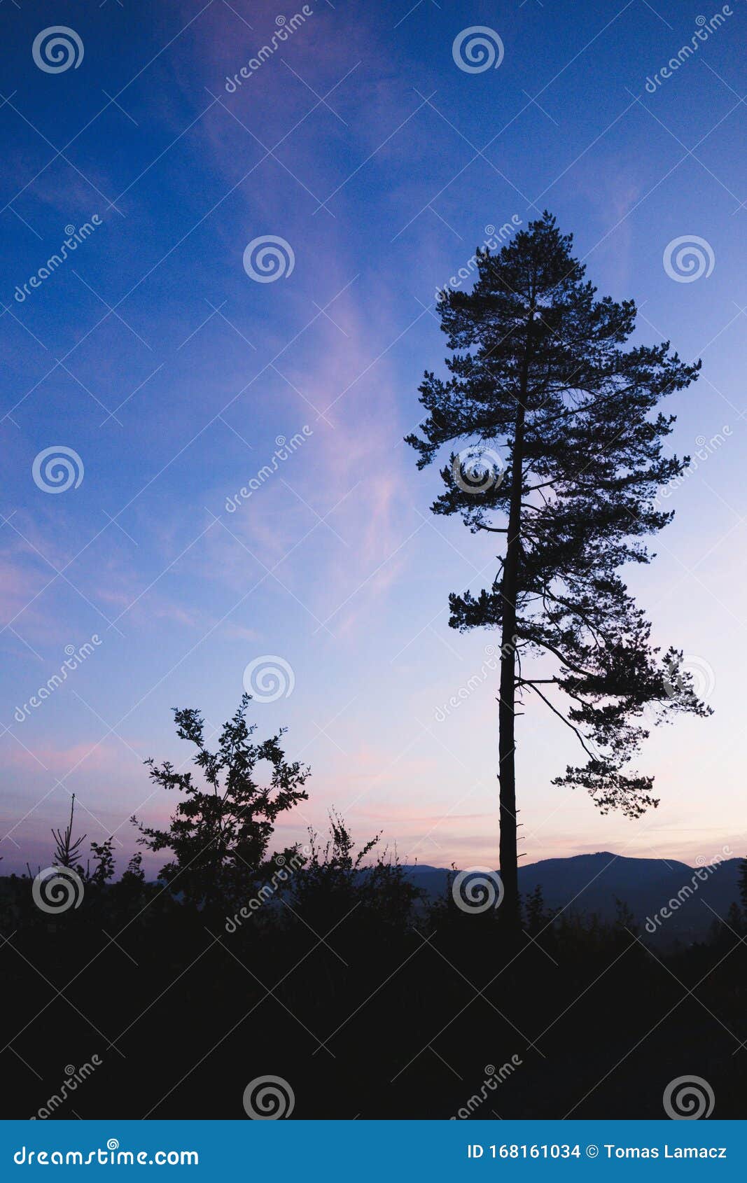 Pine Tree Silhouette at Sunset Stock Photo - Image of dusk, sunrise ...