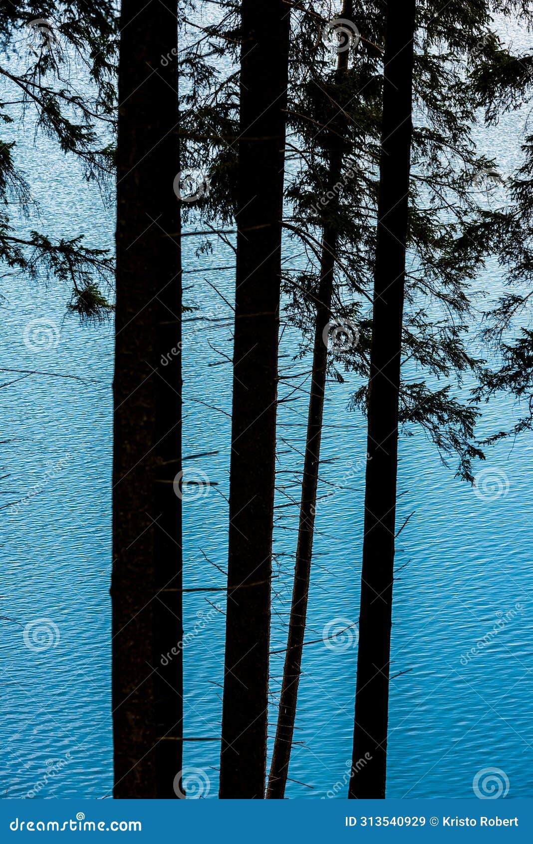 Reflection, Water Reflection, Blue, Mountains, Pine Tree. Stock Image ...