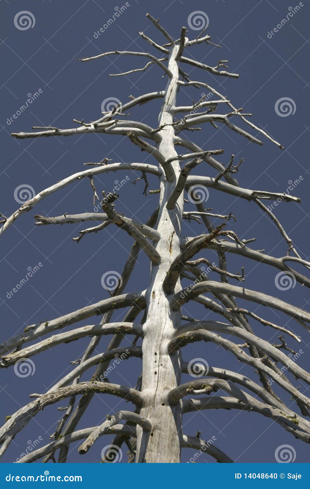 Pine Tree Skeleton stock photo. Image of tree, dead, environment - 14048640