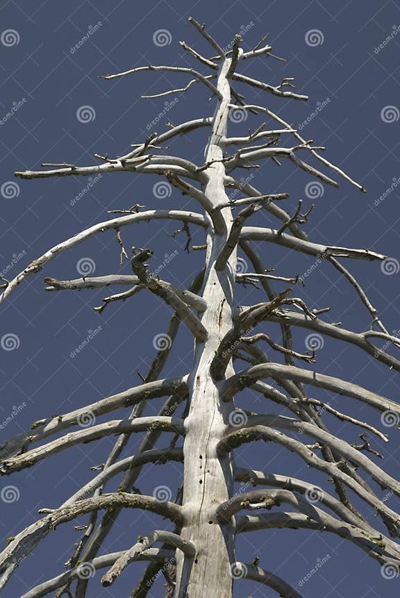 Pine Tree Skeleton stock photo. Image of tree, dead, environment - 14048640