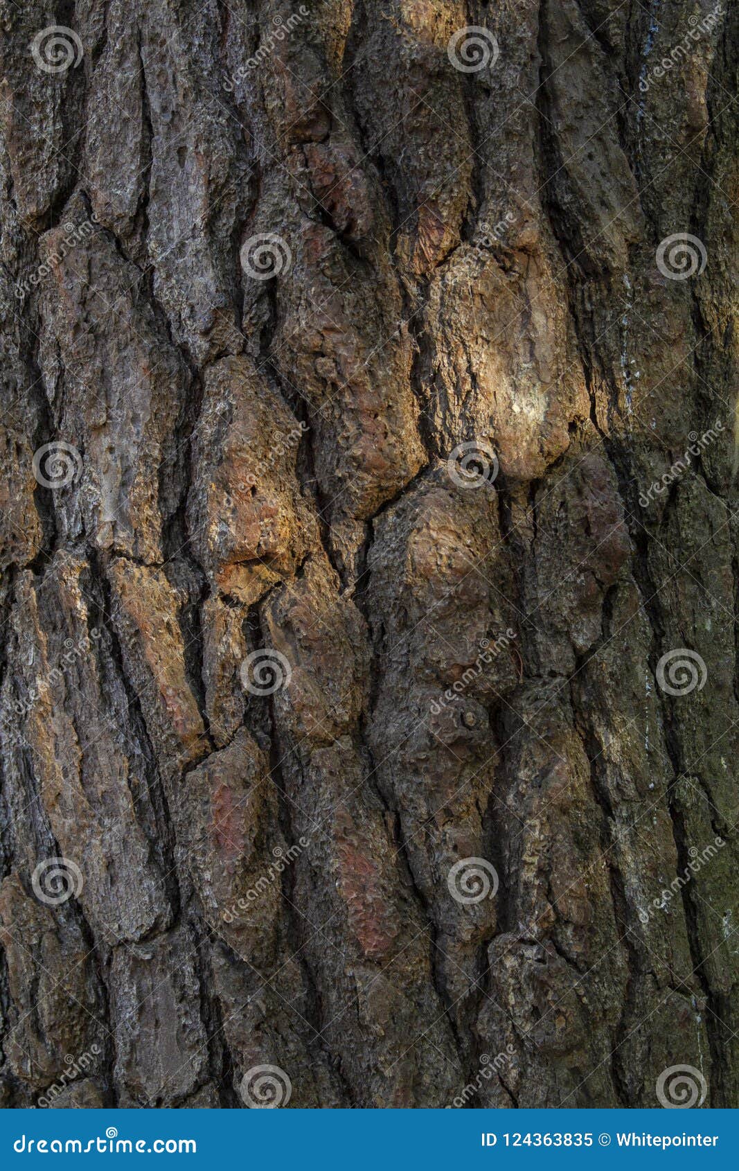 Pine Tree Skin Pattern Close-up Shot Stock Image - Image of shape ...