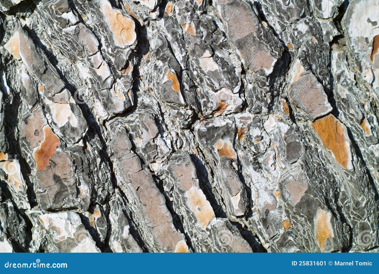 Pine tree skin texture stock image. Image of detail, background - 25831601