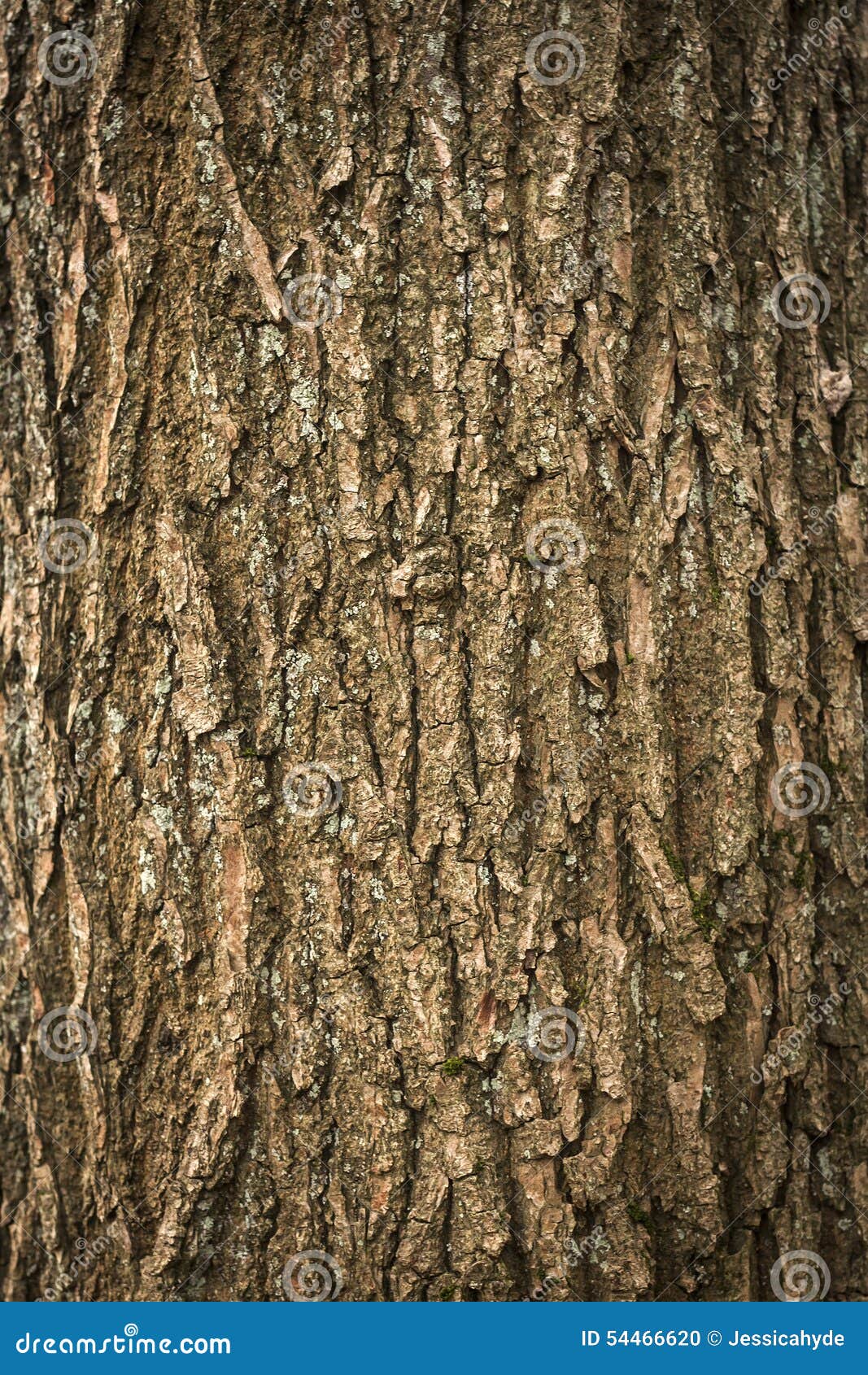 Pine tree skin texture stock photo. Image of protection - 54466620