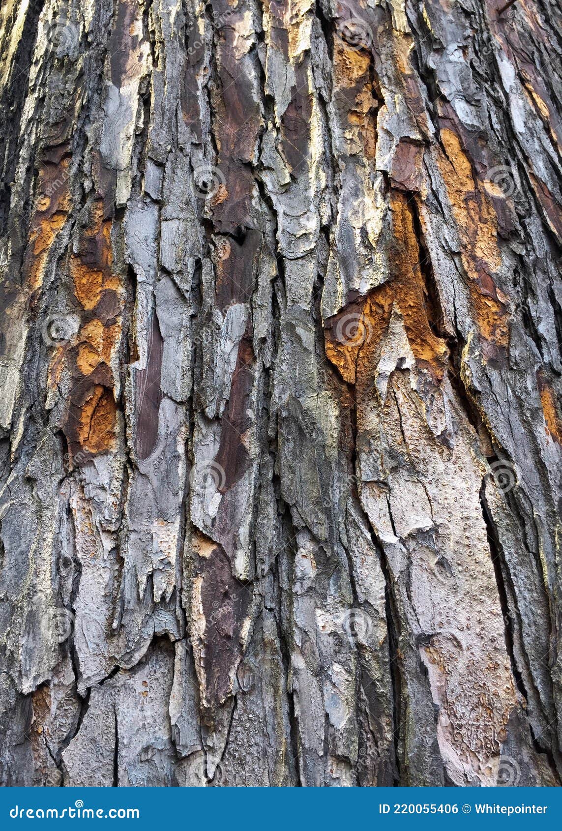 Pine Tree Skin Unique Texture Background Picture Stock Photo - Image of ...
