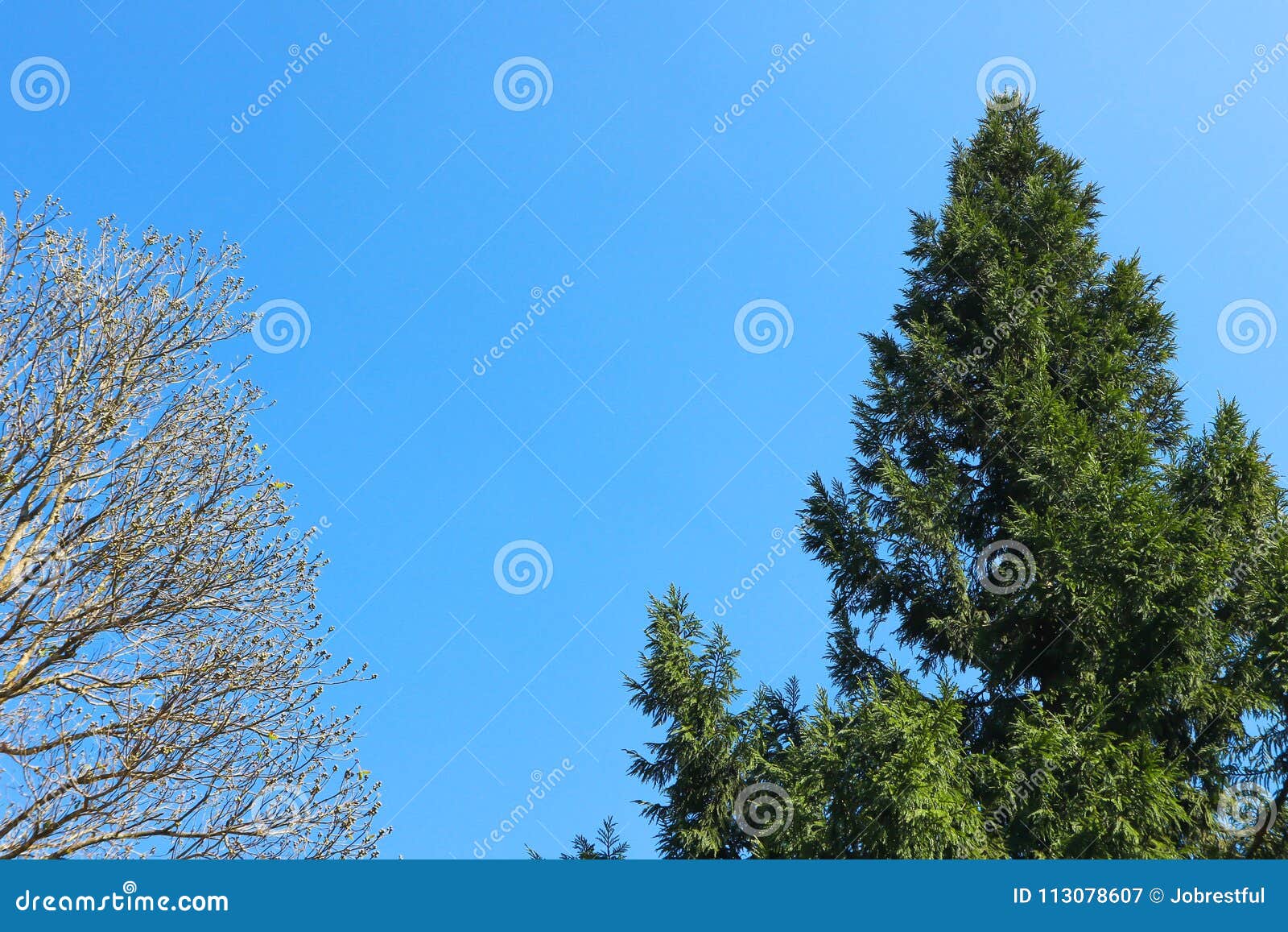 Pine Tree and Sky Background Stock Image - Image of tree, background ...
