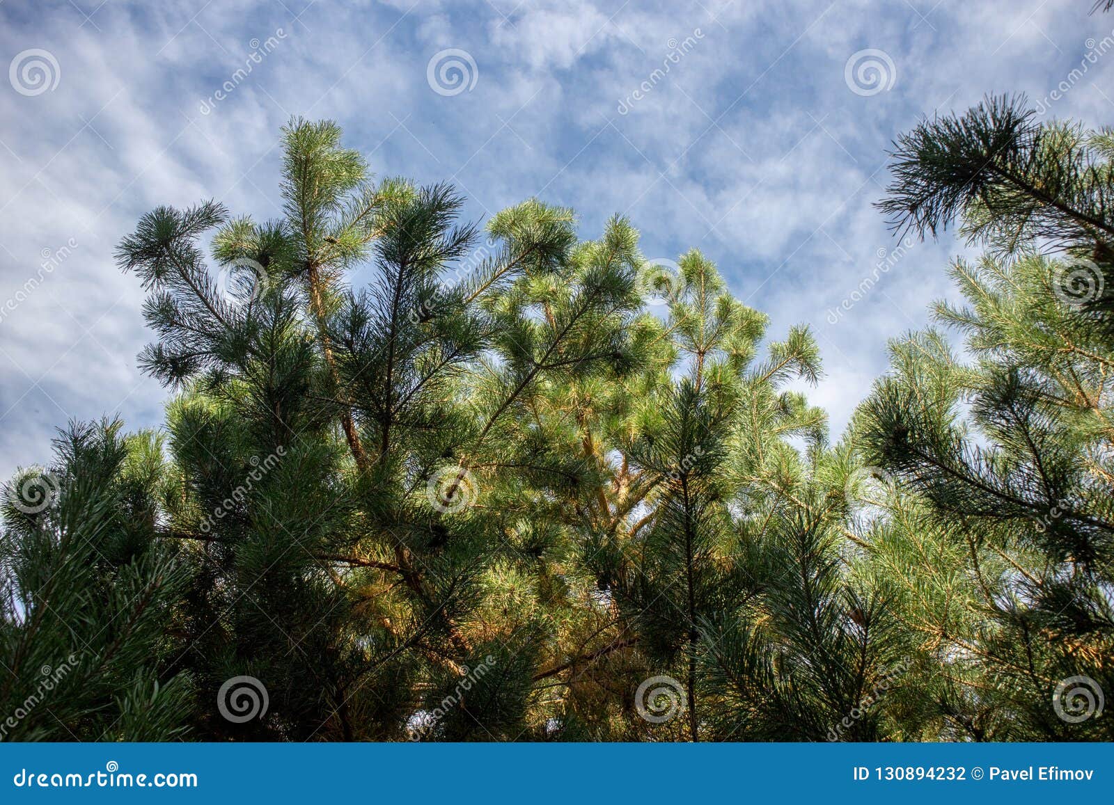 Pine Tree on the Sky Background Stock Photo - Image of tree, sunny ...