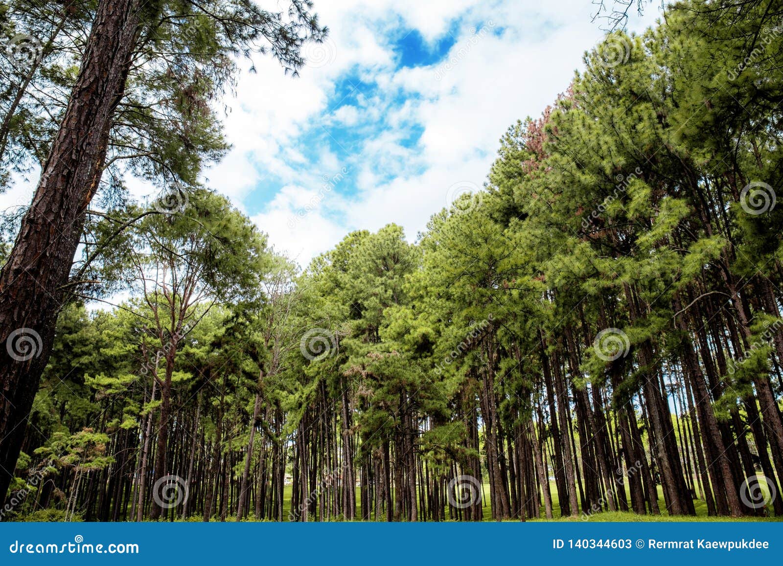Pine tree with sky stock image. Image of outdoor, pathway - 140344603