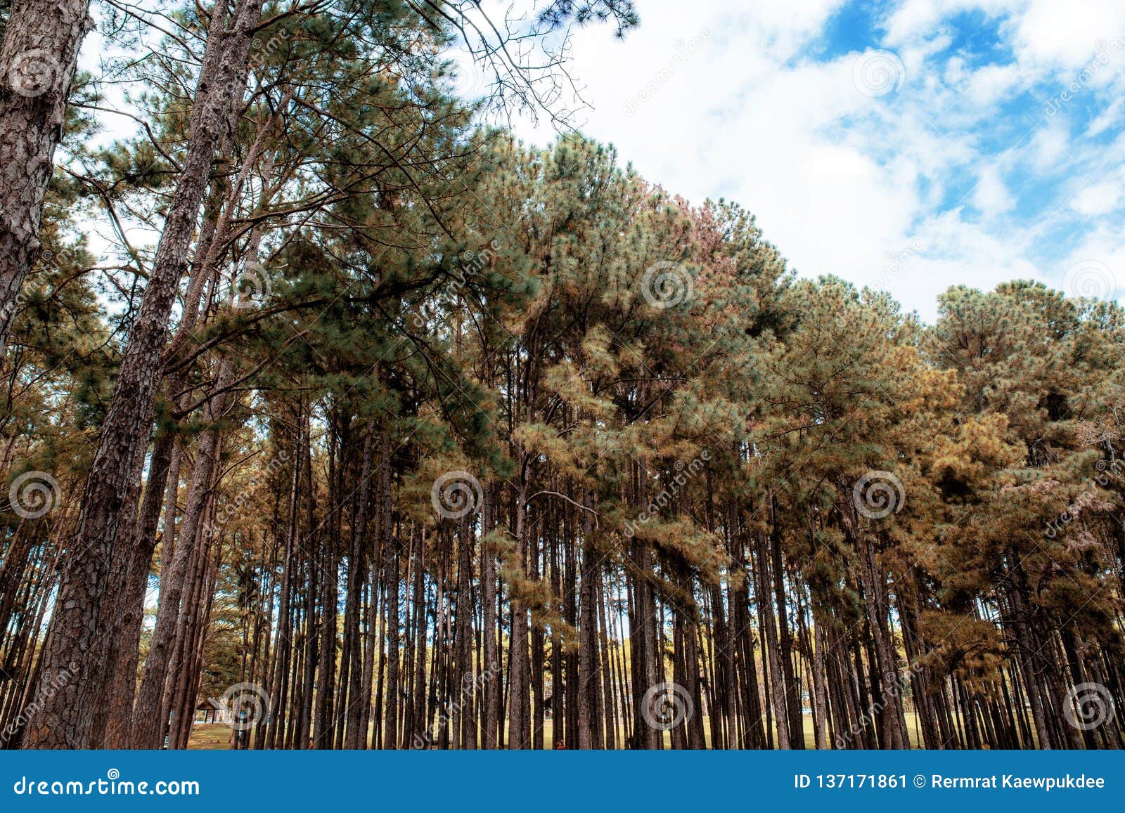 Pine tree with sky stock image. Image of foliage, nature - 137171861