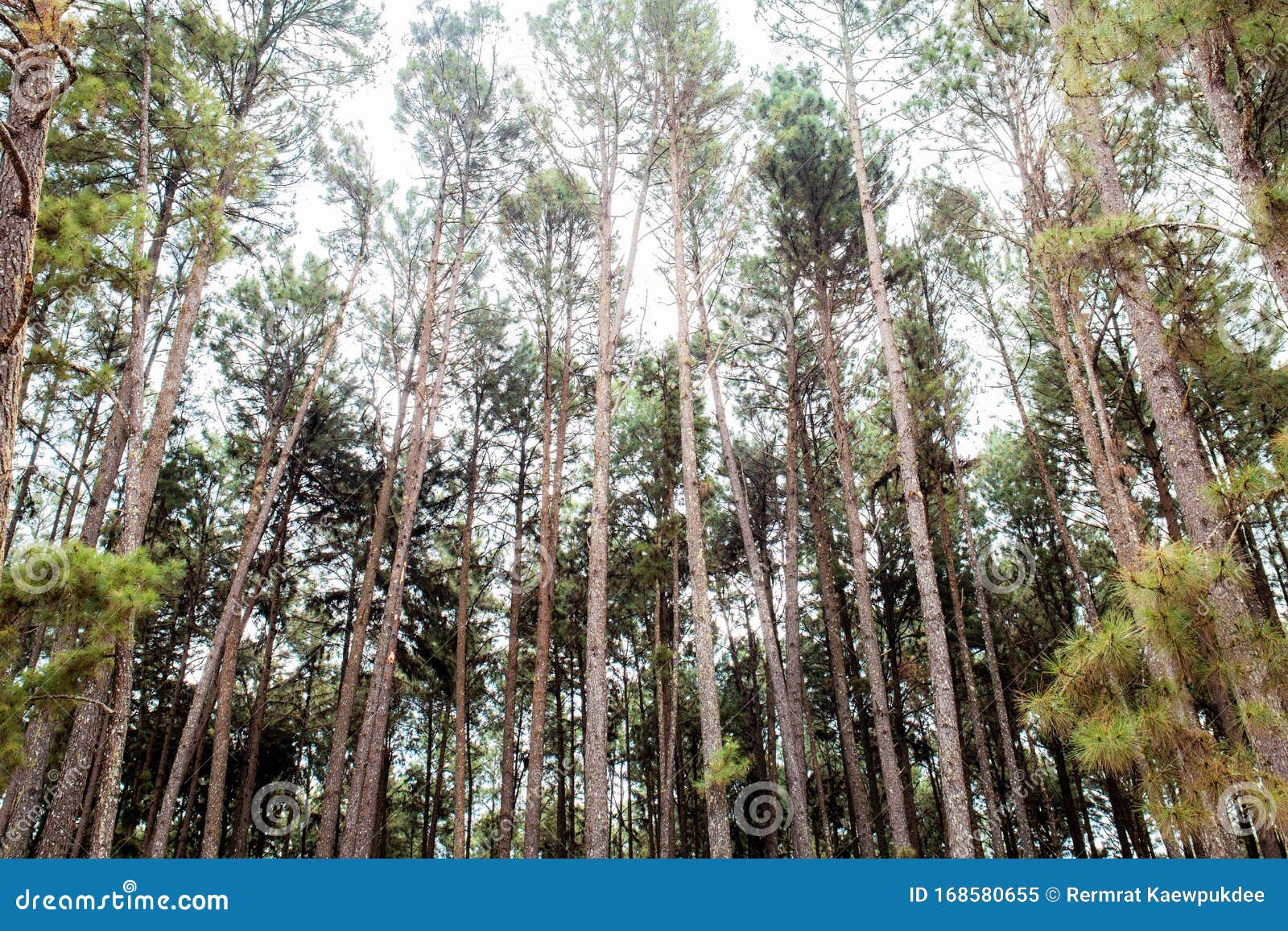 Pine tree at sky stock image. Image of scene, spring - 168580655