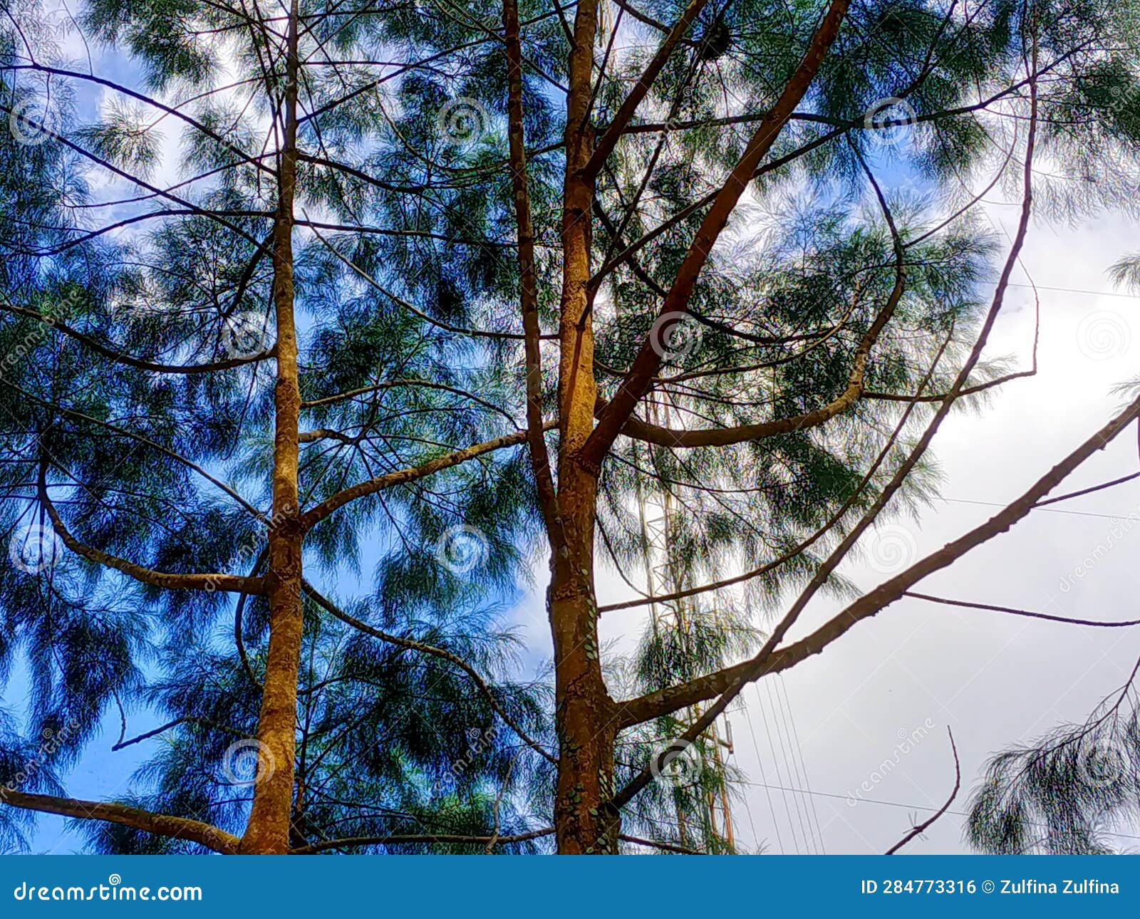 Pine Tree with a Slender Trunk and a Few Spreading Leaves Stock Photo ...