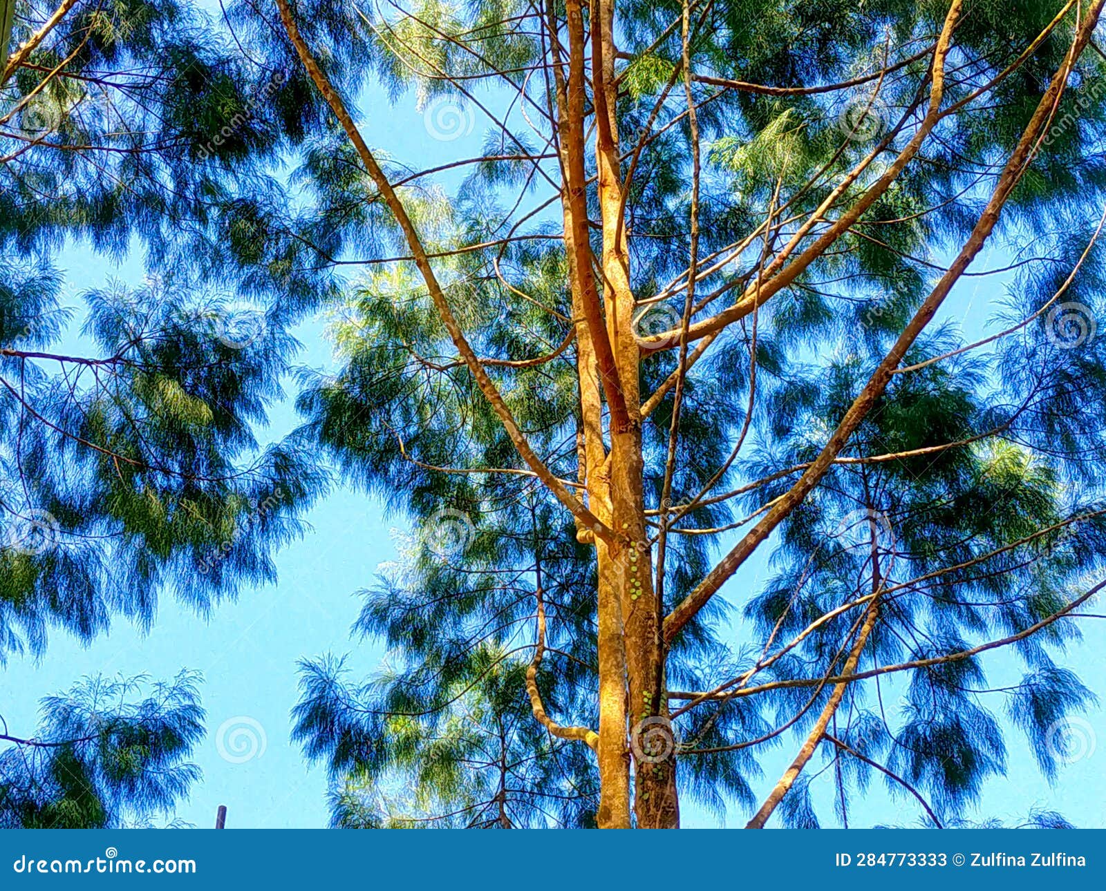 Pine Tree with a Slender Trunk and a Few Spreading Leaves Stock Image ...