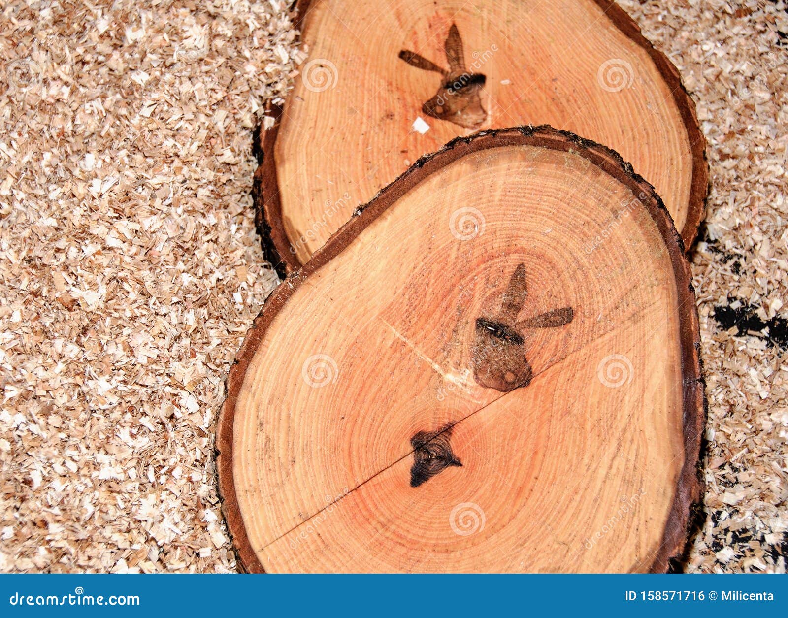 Pine Tree Slice with Annual Rings and Rabbit Silhouette. Stock Photo ...