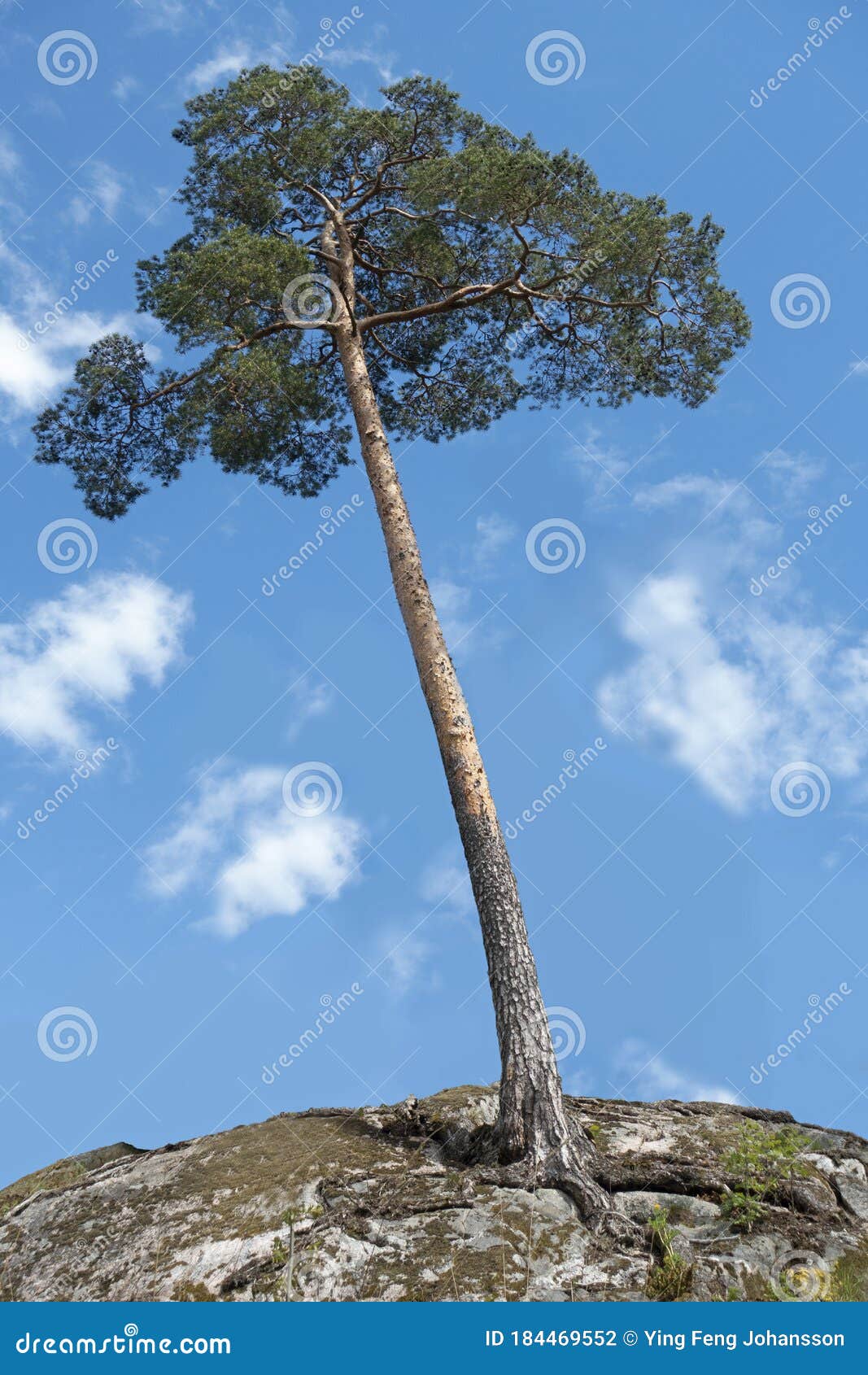 Pine tree on small hill stock photo. Image of blue, hill - 184469552