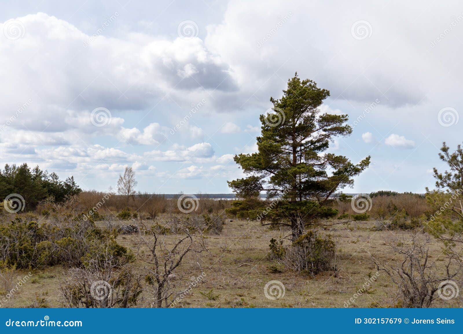 Pine Tree among Small Juniper Trees on Brown Grass Stock Image - Image ...