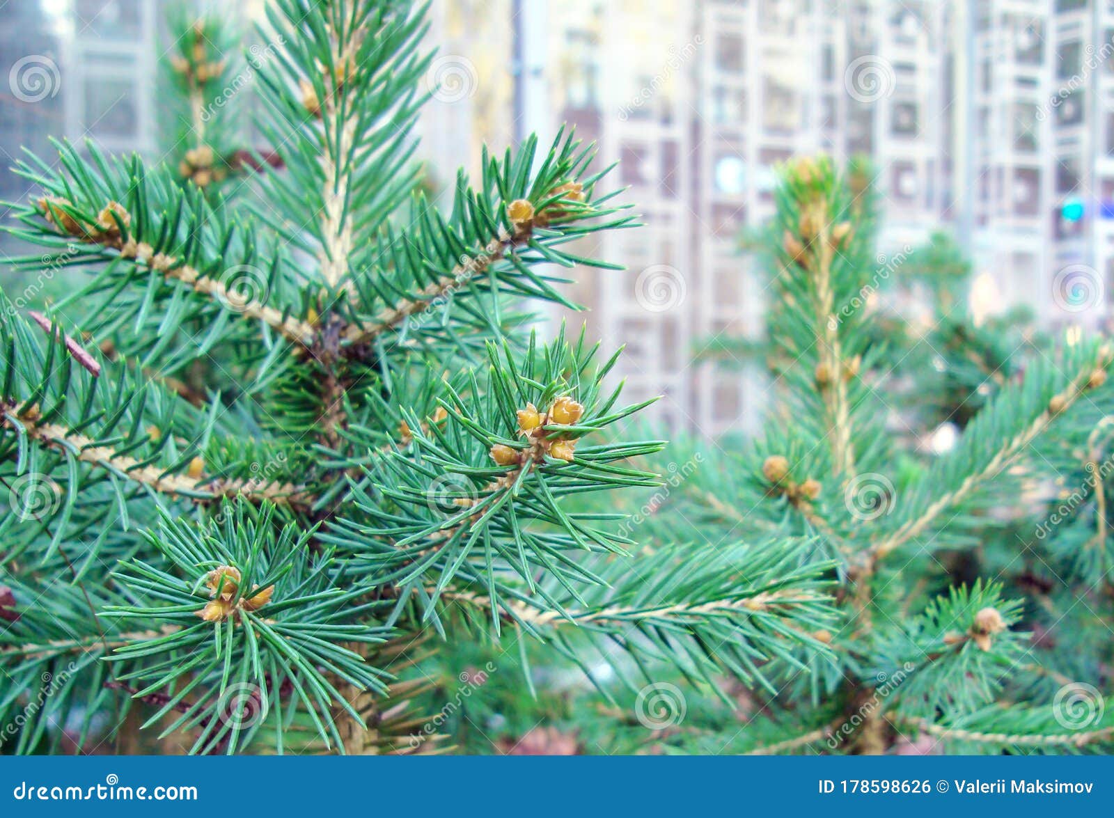 Cones With Spruce And Pine Trees Lie In A Meadow In The Woods In A ...