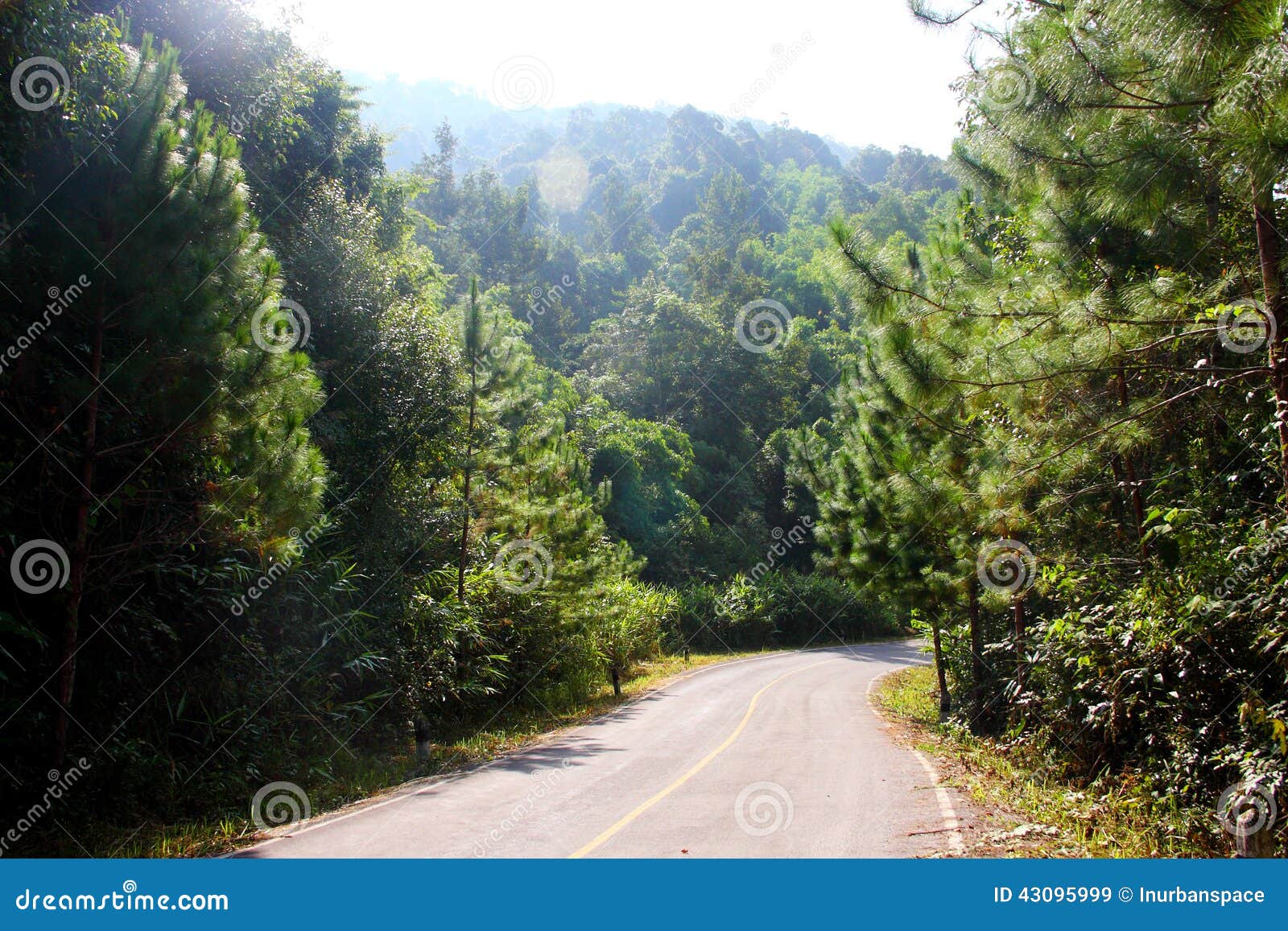 Pine tree. stock image. Image of nature, branch, meadow - 43095999