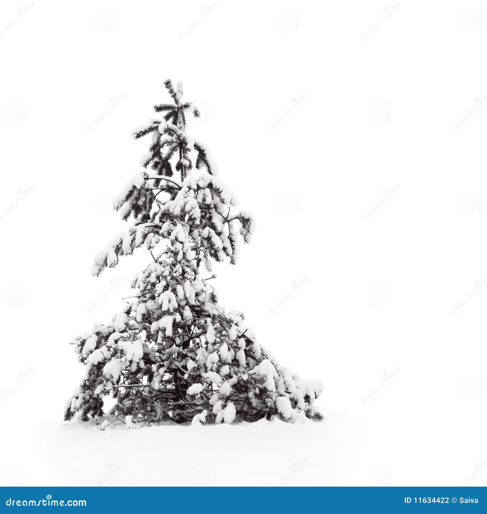 Pine tree in snow stock photo. Image of evergreen, nature - 11634422