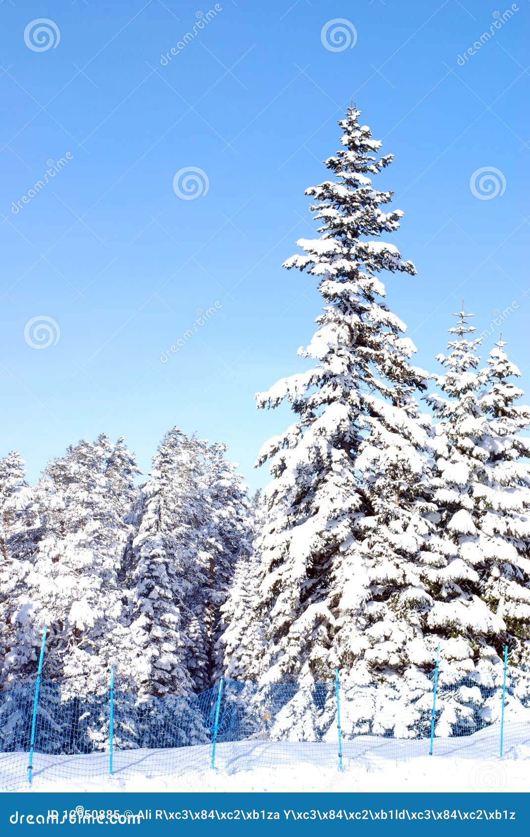 Pine tree in snow stock image. Image of cone, fresh, covered - 12950885