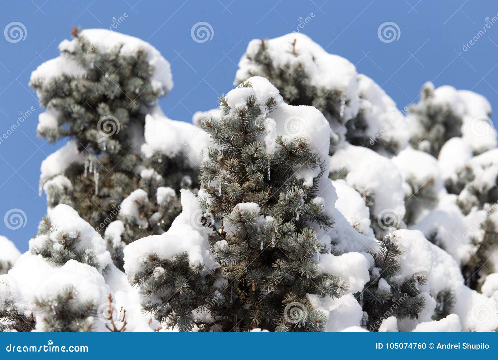 Pine Tree in the Snow Against the Blue Sky Stock Photo - Image of ...