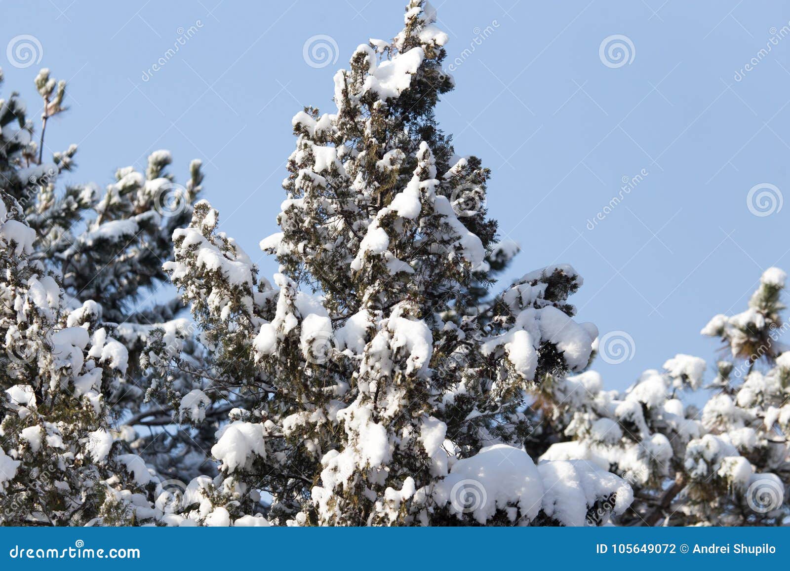Pine Tree in the Snow Against the Blue Sky Stock Photo - Image of snow ...