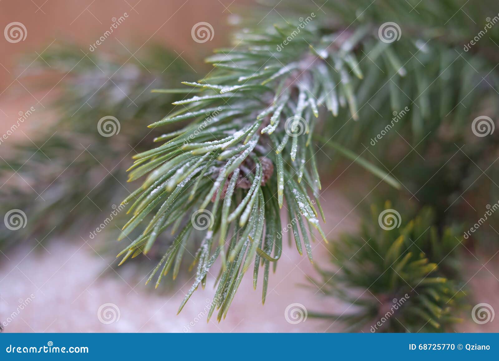 Pine tree in the snow stock photo. Image of texture, evergreen - 68725770