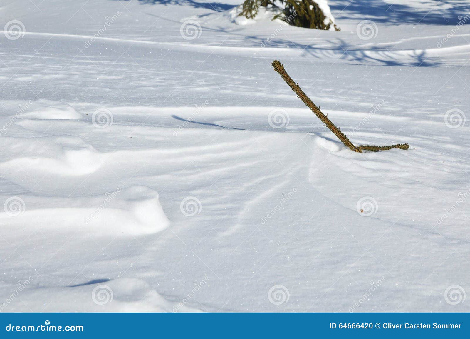 Pine tree and snow stock photo. Image of scene, branch - 64666420