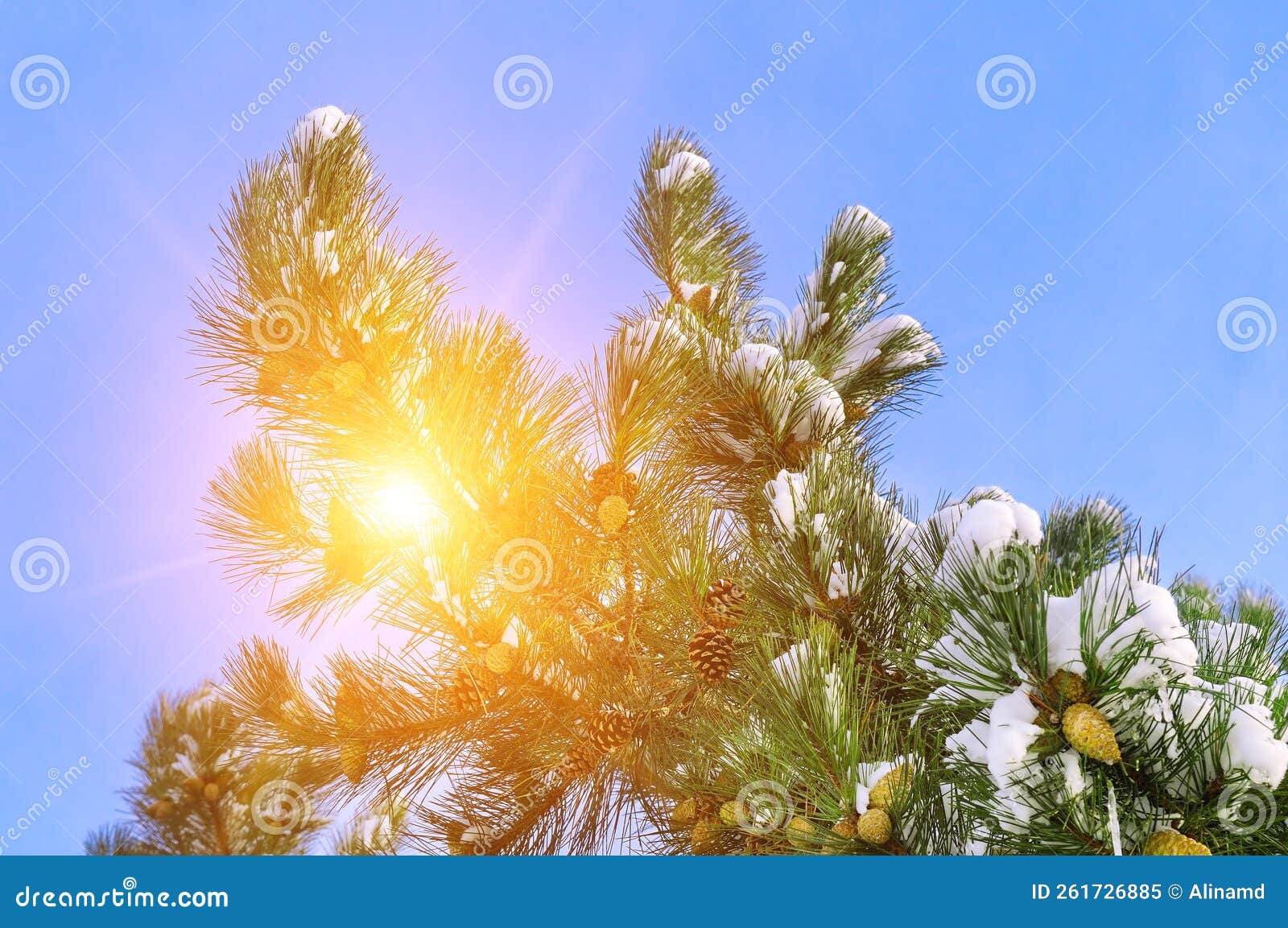 Pine Tree In Snow In Light Of Sparkle Sun Royalty-Free Stock Photo ...