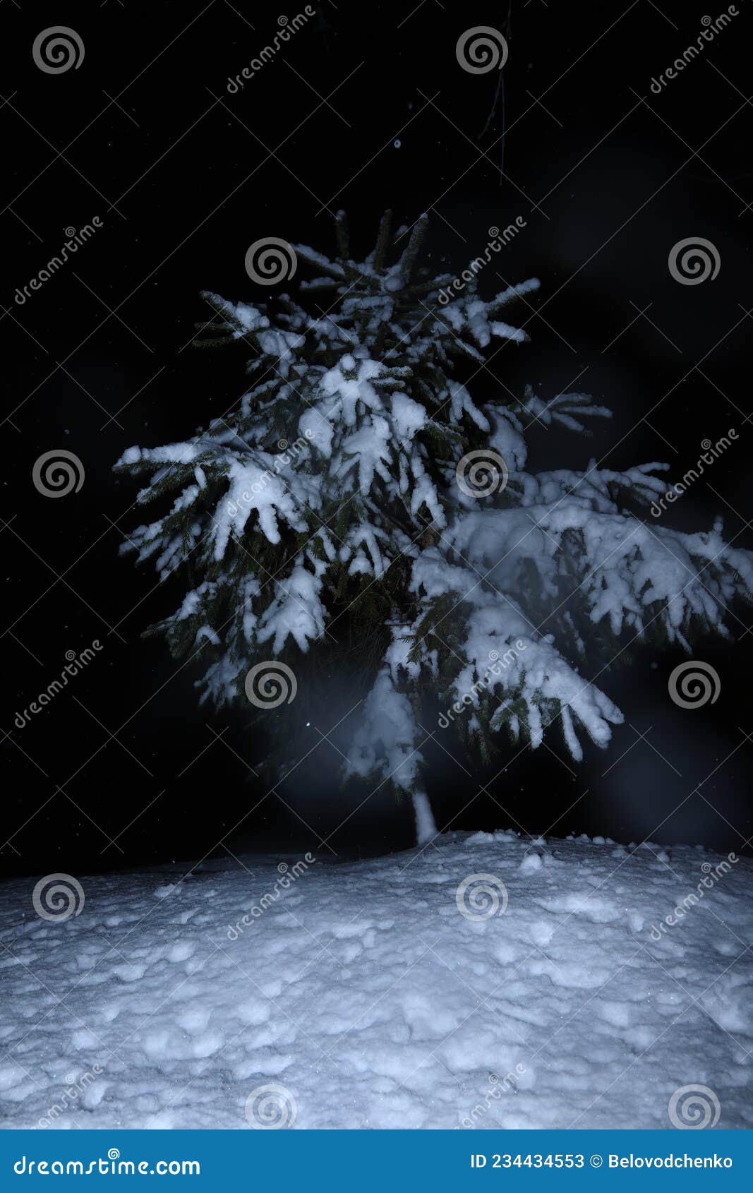 Pine tree in snow at night stock image. Image of scene - 234434553