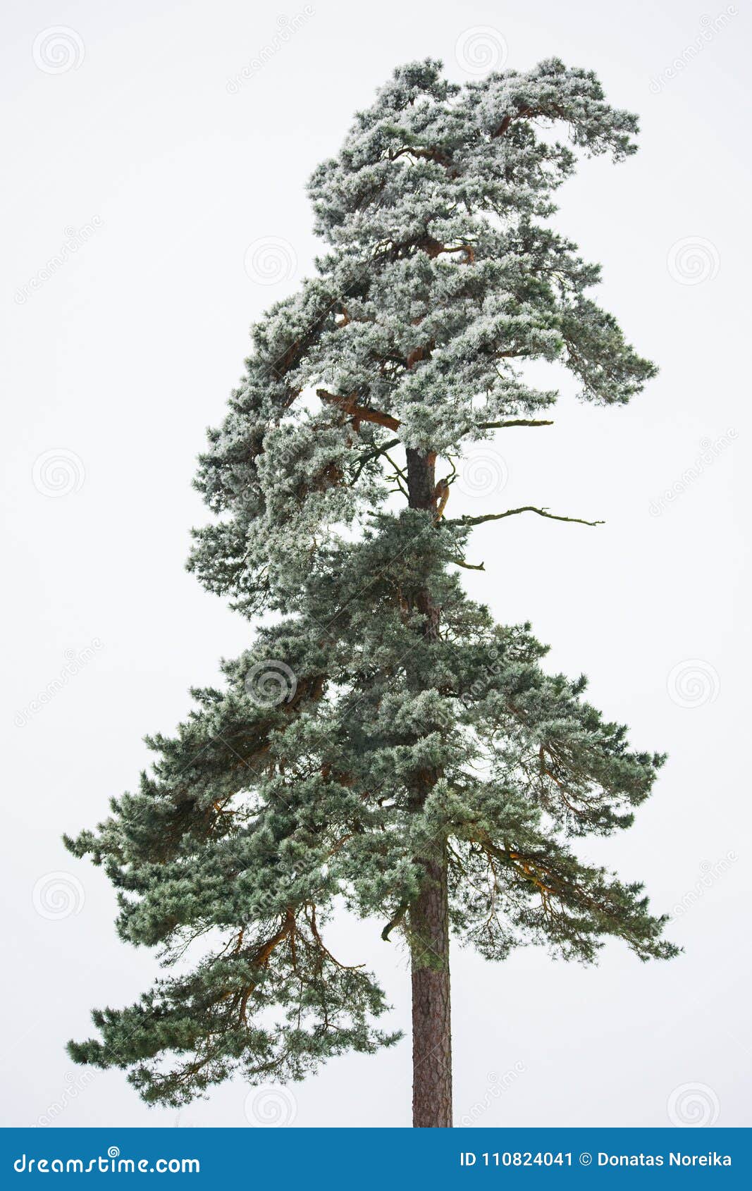 Pine tree with snow stock image. Image of light, view - 110824041