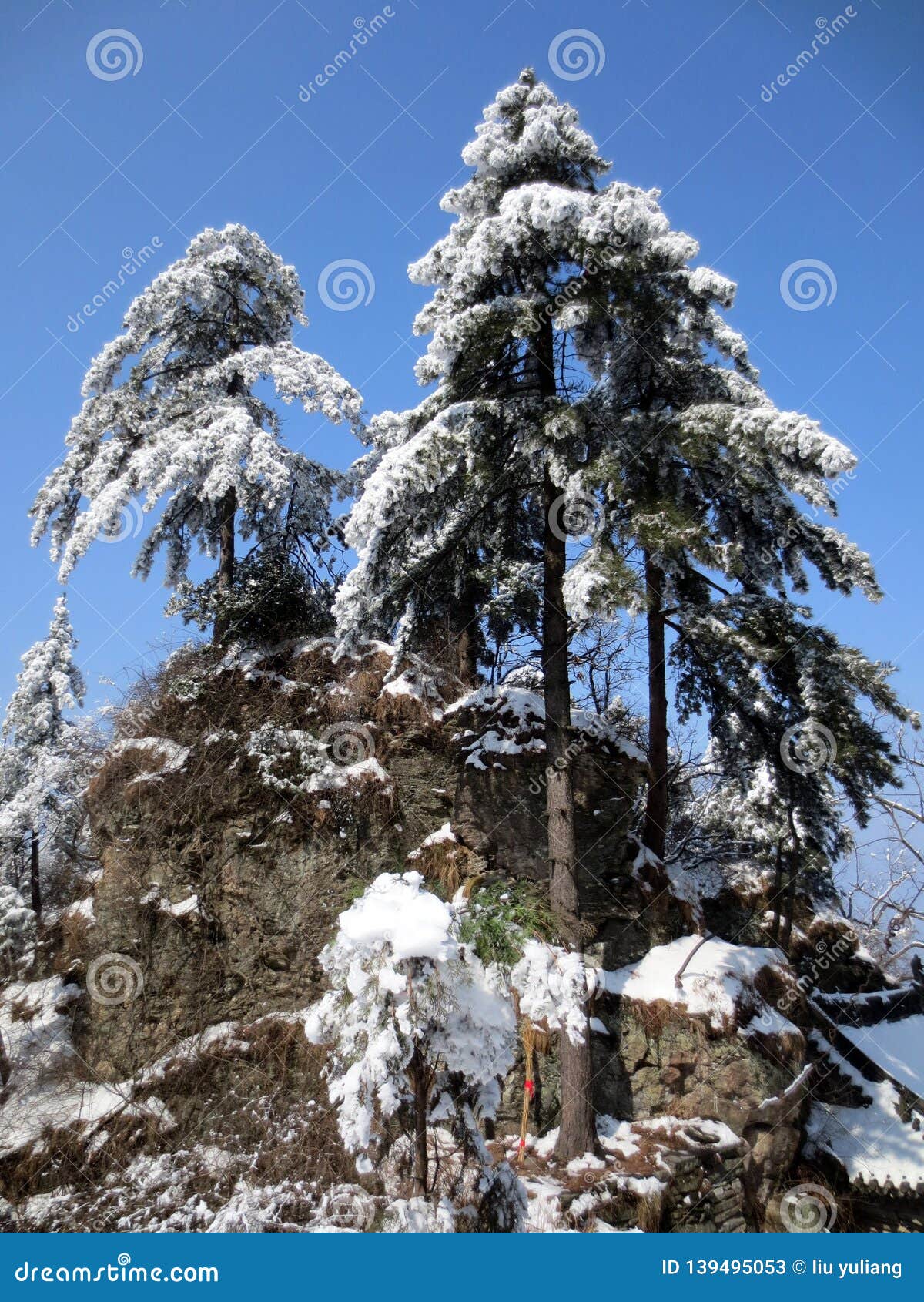 Pine tree after snow stock image. Image of happy, flower - 139495053
