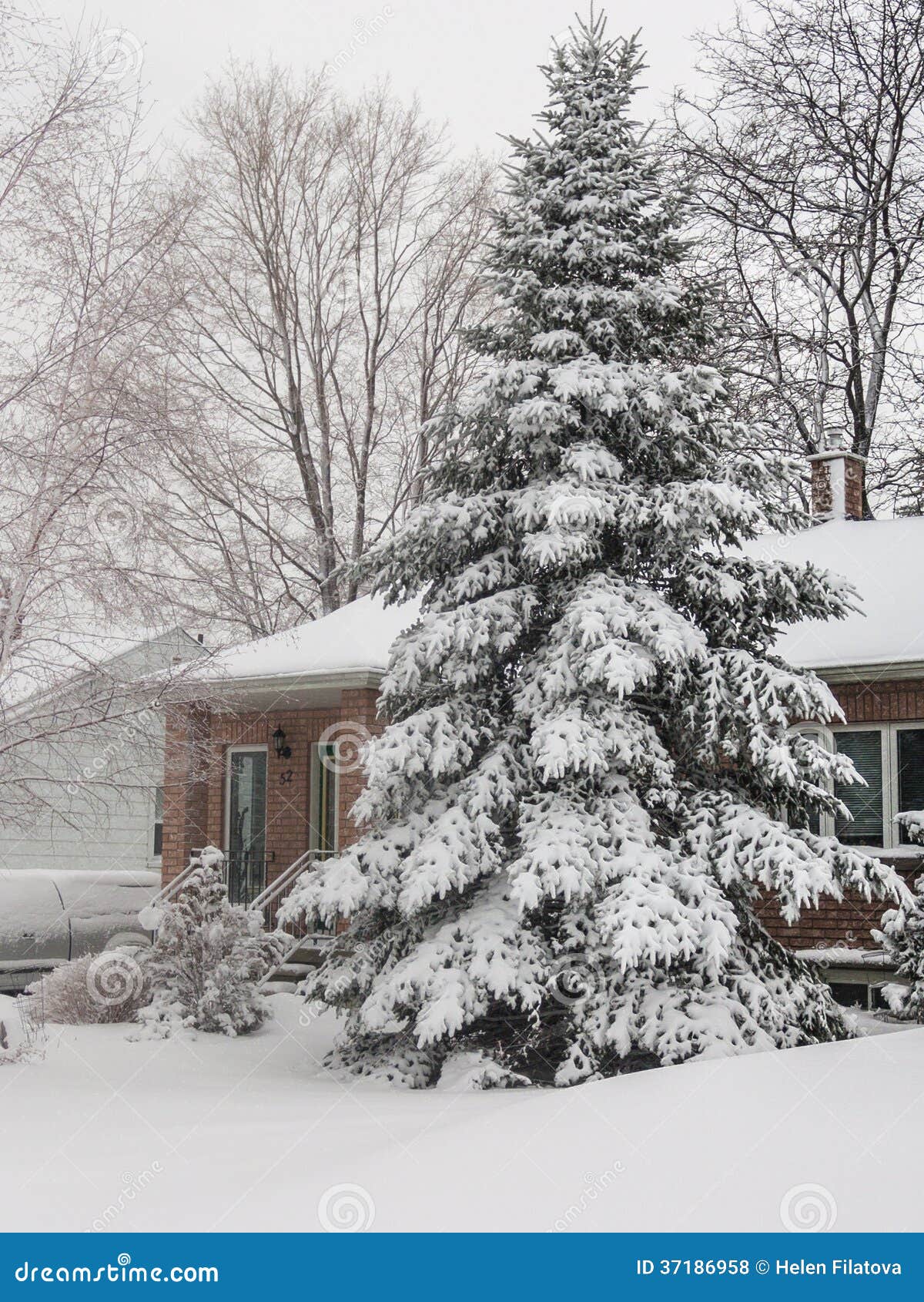 Pine tree stock photo. Image of january, blizzard, winter - 37186958