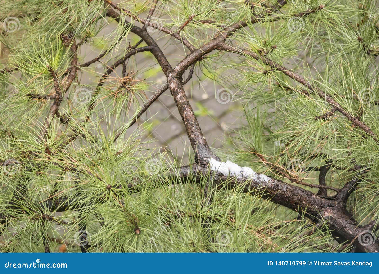 Pine Tree and Snowflakes on Tree Branch Stock Image - Image of plant ...
