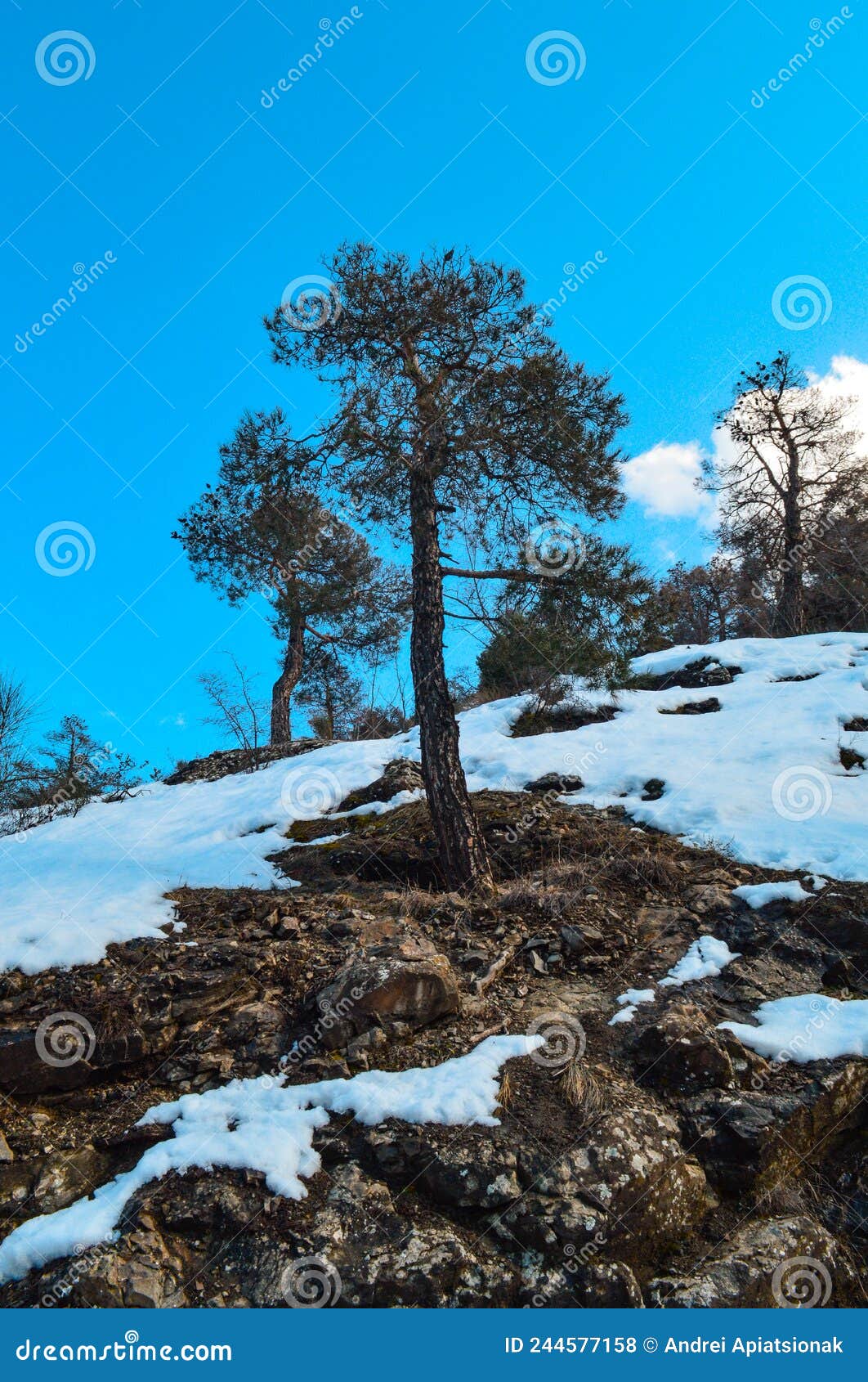Pine Tree on a Snowy Mountainside Stock Photo - Image of nature, snow ...