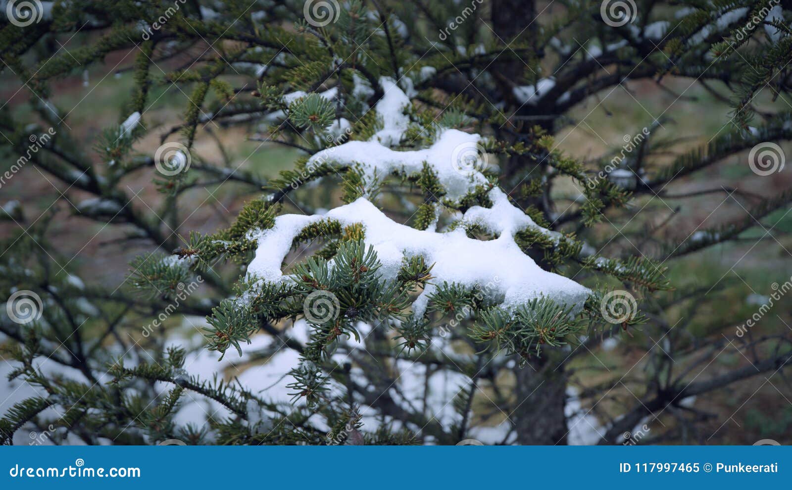 Pine Tree with Some Snow on Them Stock Image - Image of leaf, color ...