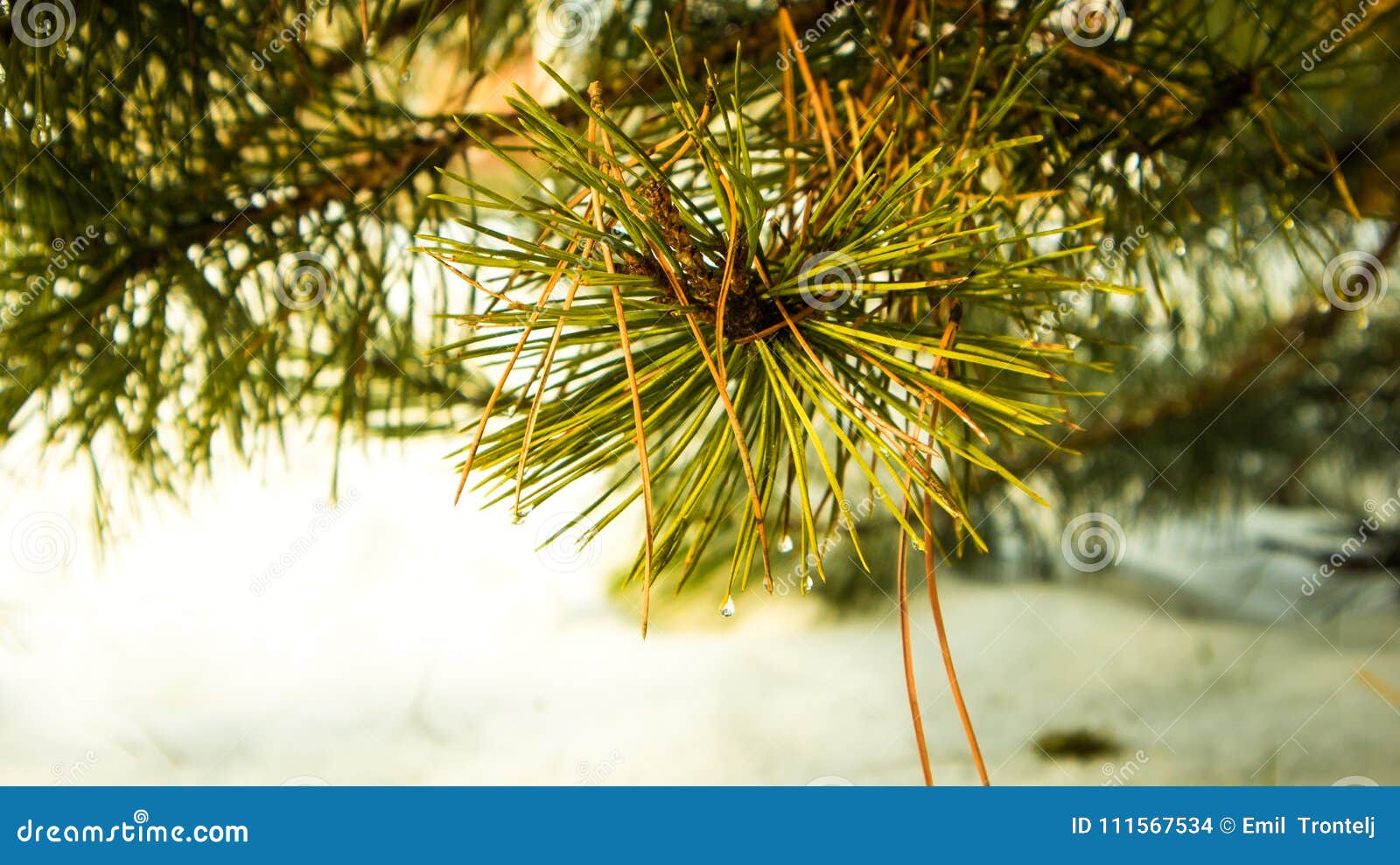 Pine Tree Spikes at Close Look Stock Photo - Image of pine, mysterious ...