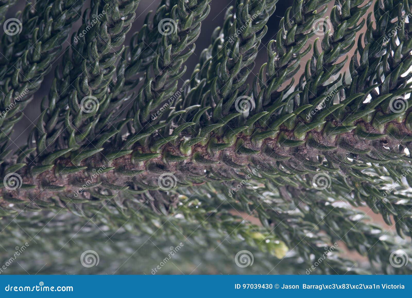 Pine tree stock photo. Image of nature, leaf, winter - 97039430