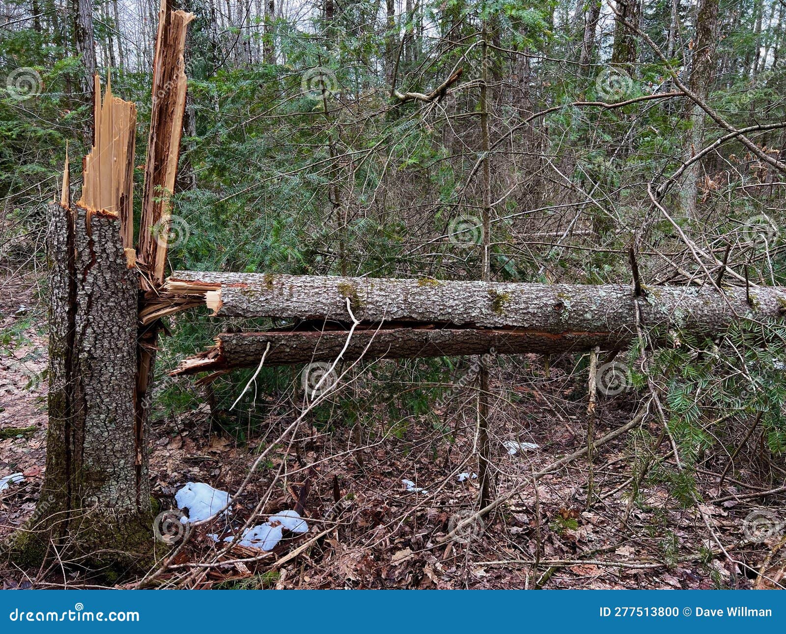 Splintered Pine Tree from Wind Damage Stock Photo - Image of damage ...