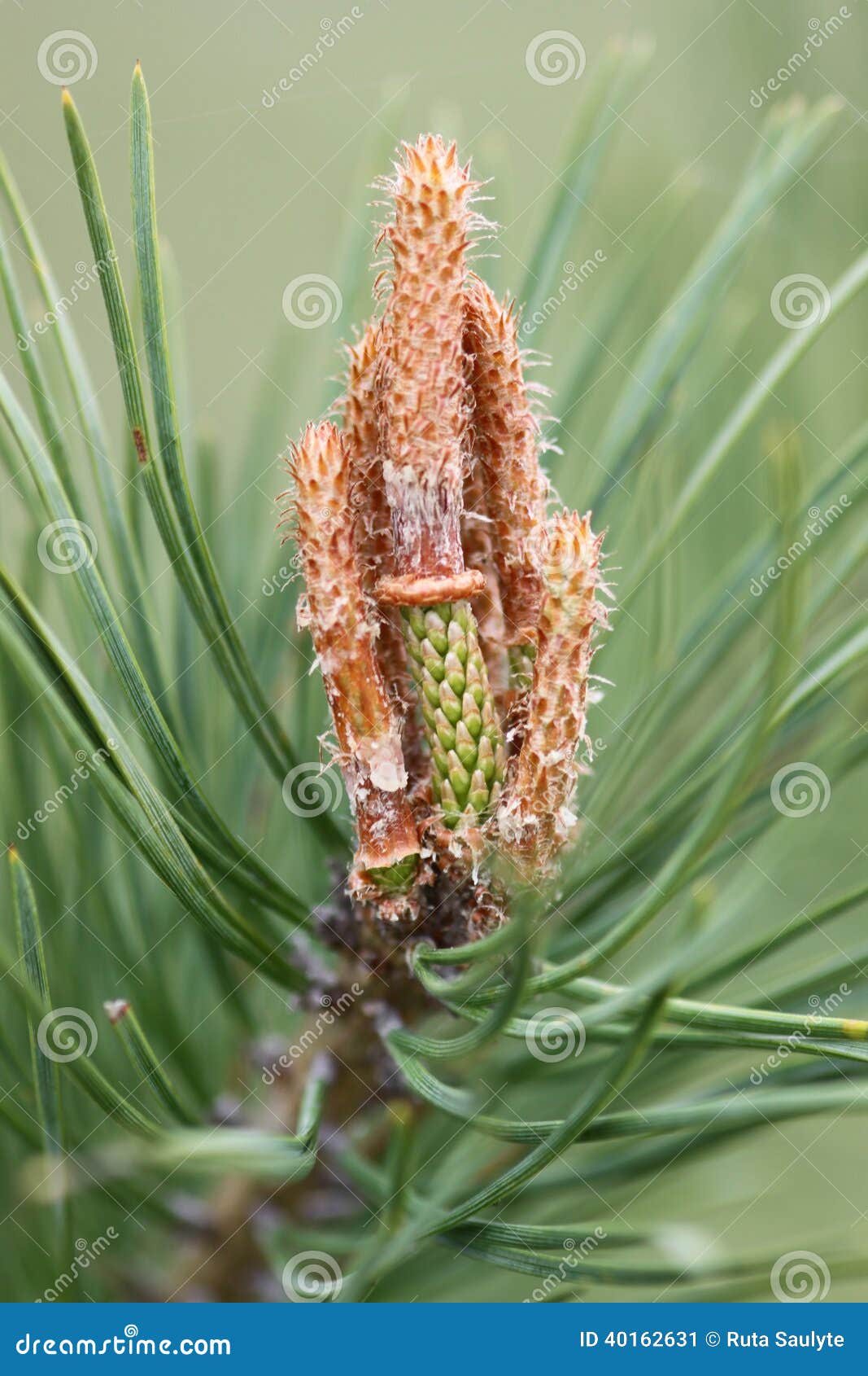 Pine tree in spring stock image. Image of season, spring - 40162631