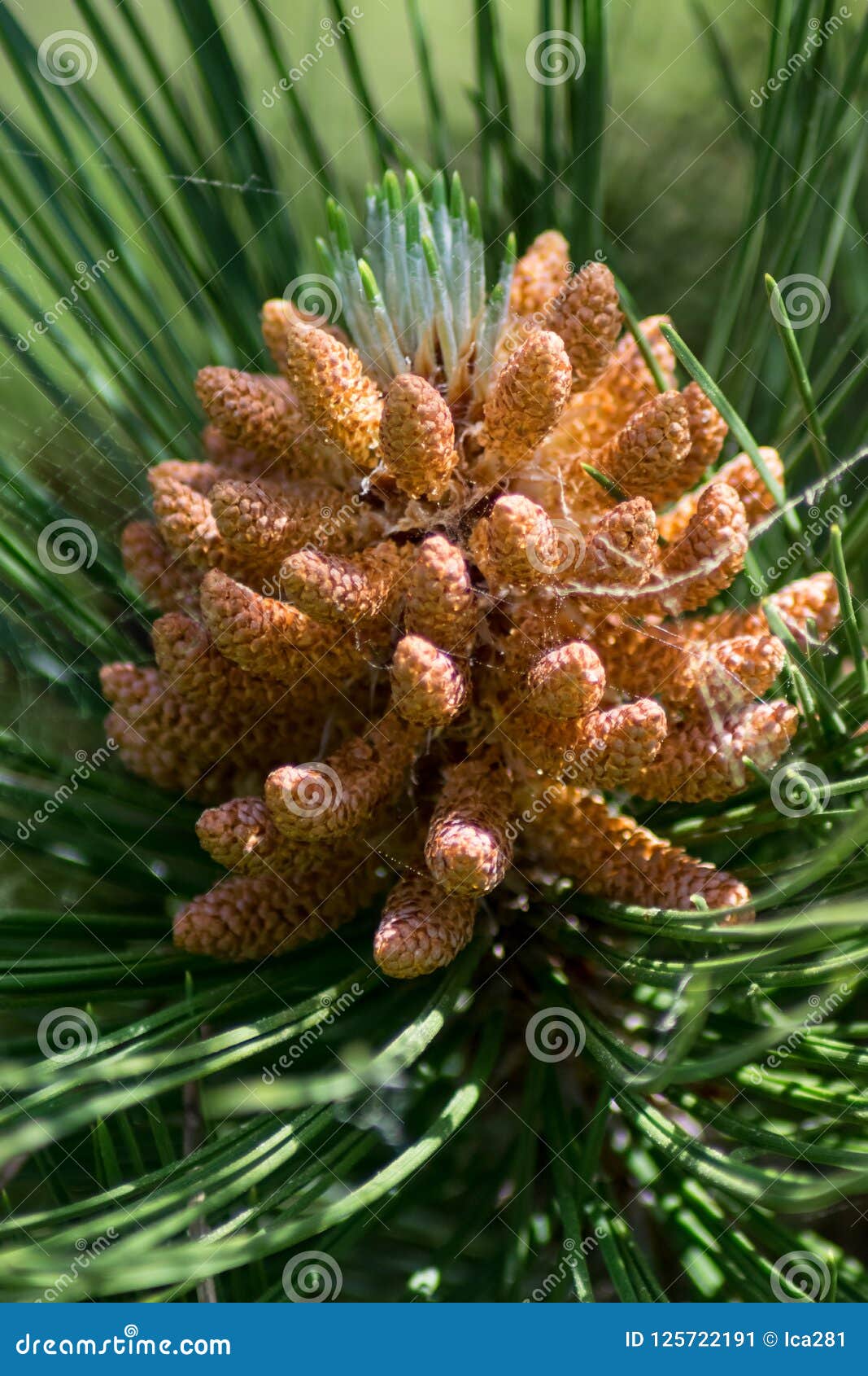 Pine Tree in Spring stock image. Image of background - 125722191