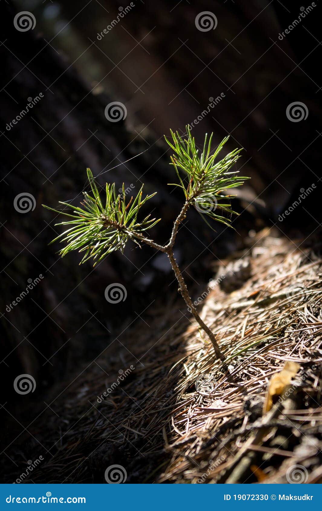 Pine tree sprout stock photo. Image of small, spring - 19072330