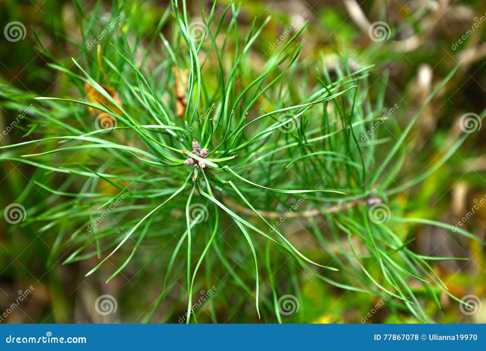 Pine Tree Sprout Close Up Photo Stock Photo - Image of garden, forest ...