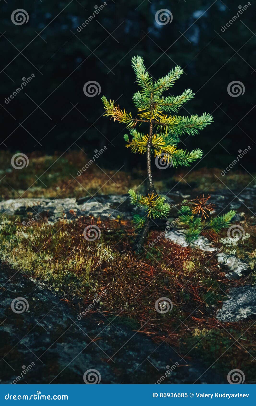 Pine Tree Sprout stock image. Image of coniferous, seed - 86936685