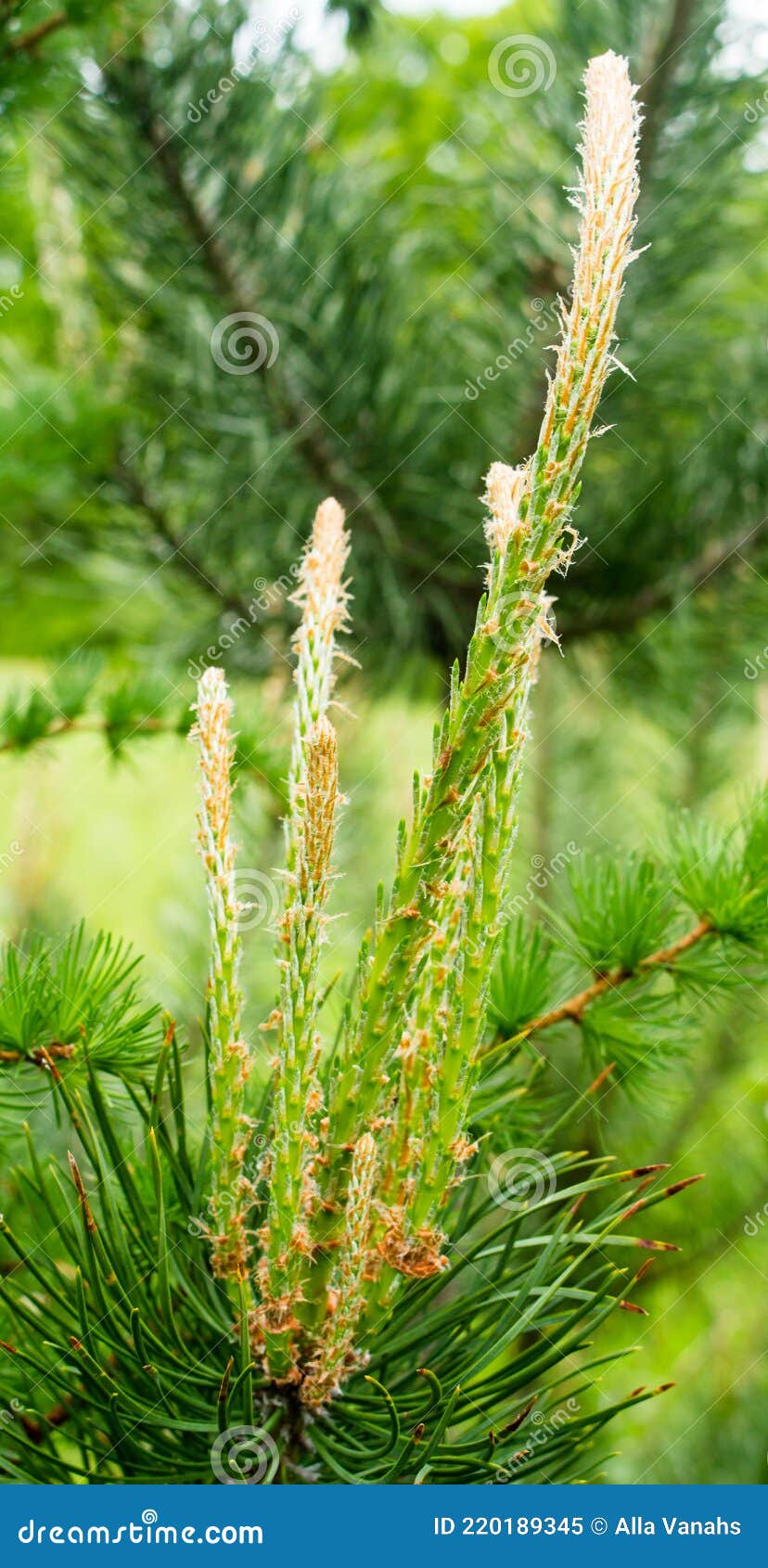 Pine tree sprout stock image. Image of garden, decorative - 220189345