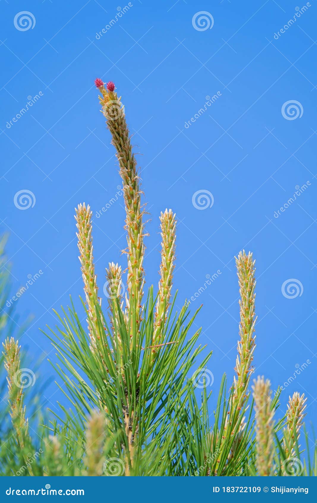 Chinese Red Pine stock image. Image of tree, sprouting - 183722109