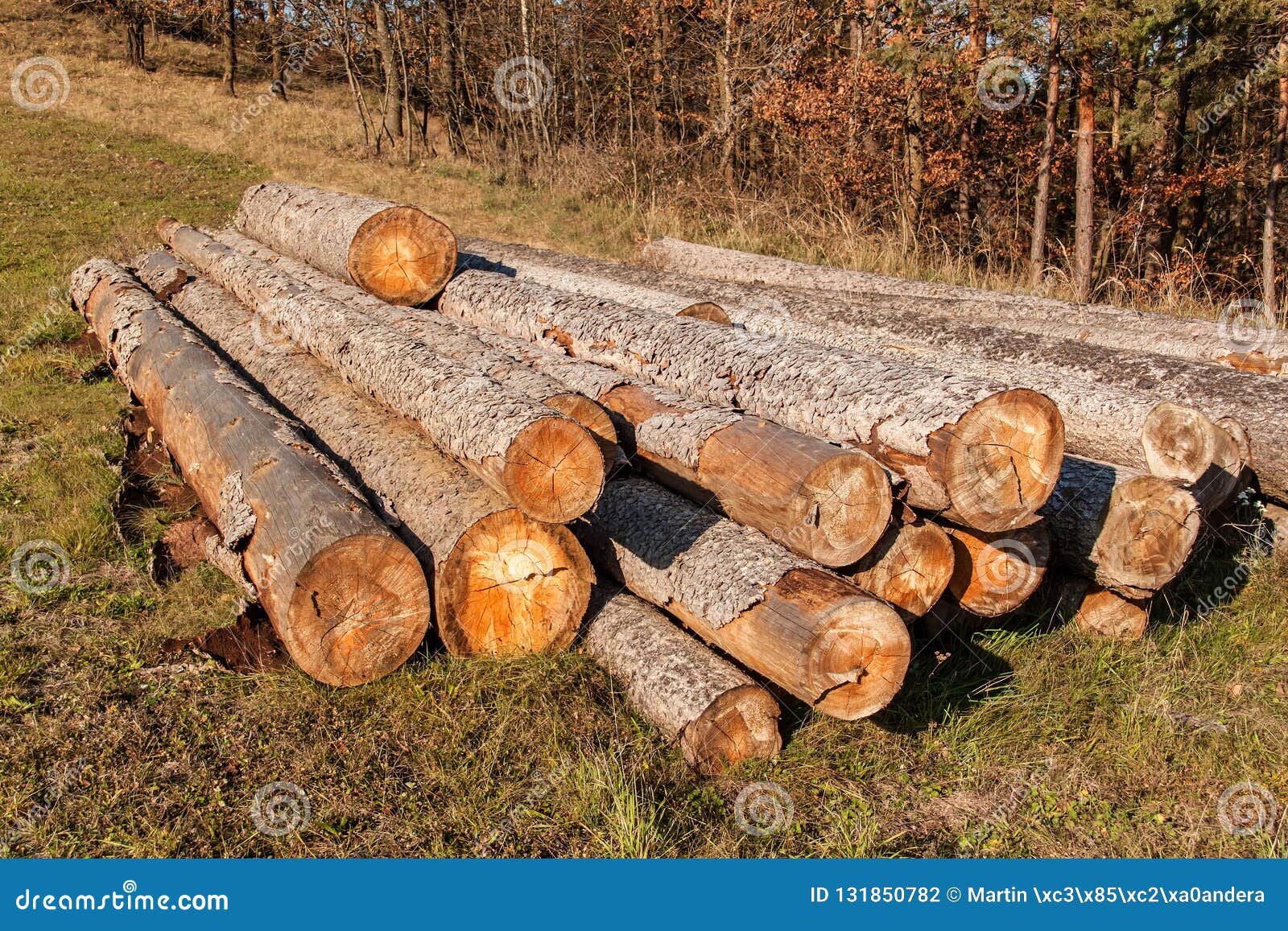 Pine Tree and Spruce. a Pile of Logs in a Meadow at a Forest. Bark ...