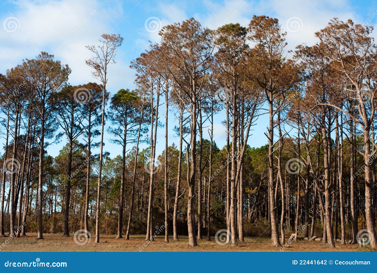 Pine Tree Stand stock photo. Image of north, banks, green - 22441642