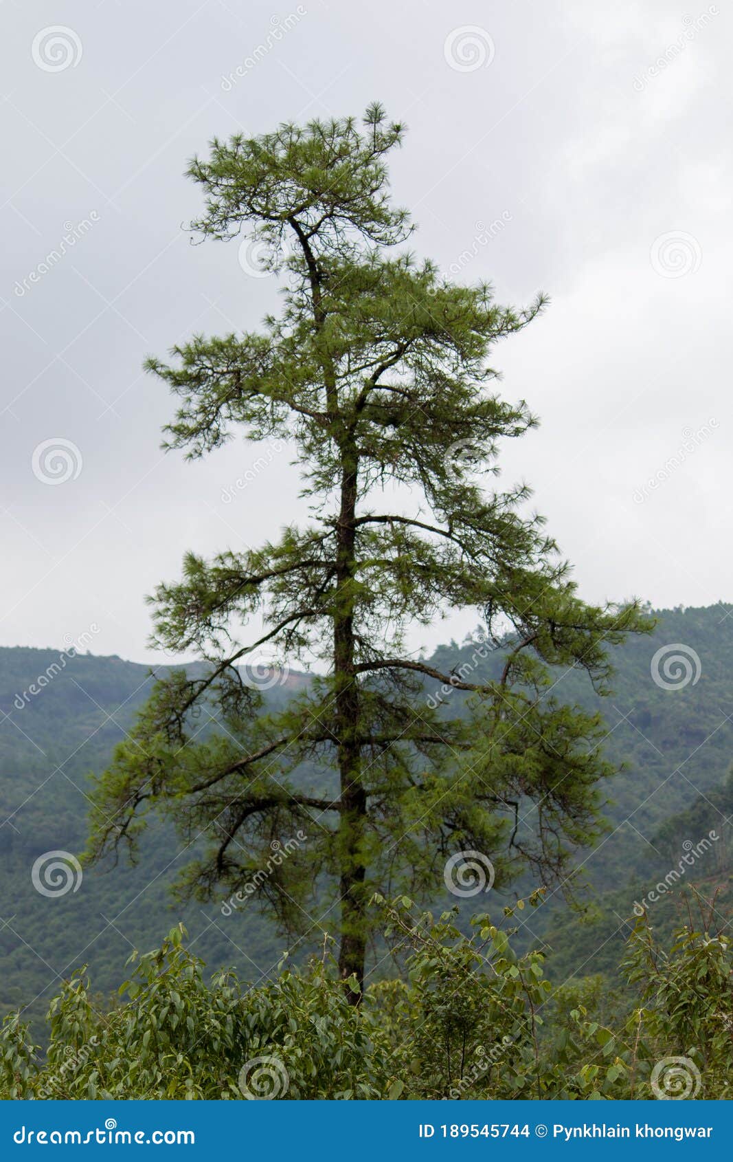 Pine Tree standing alone stock photo. Image of forest - 189545744