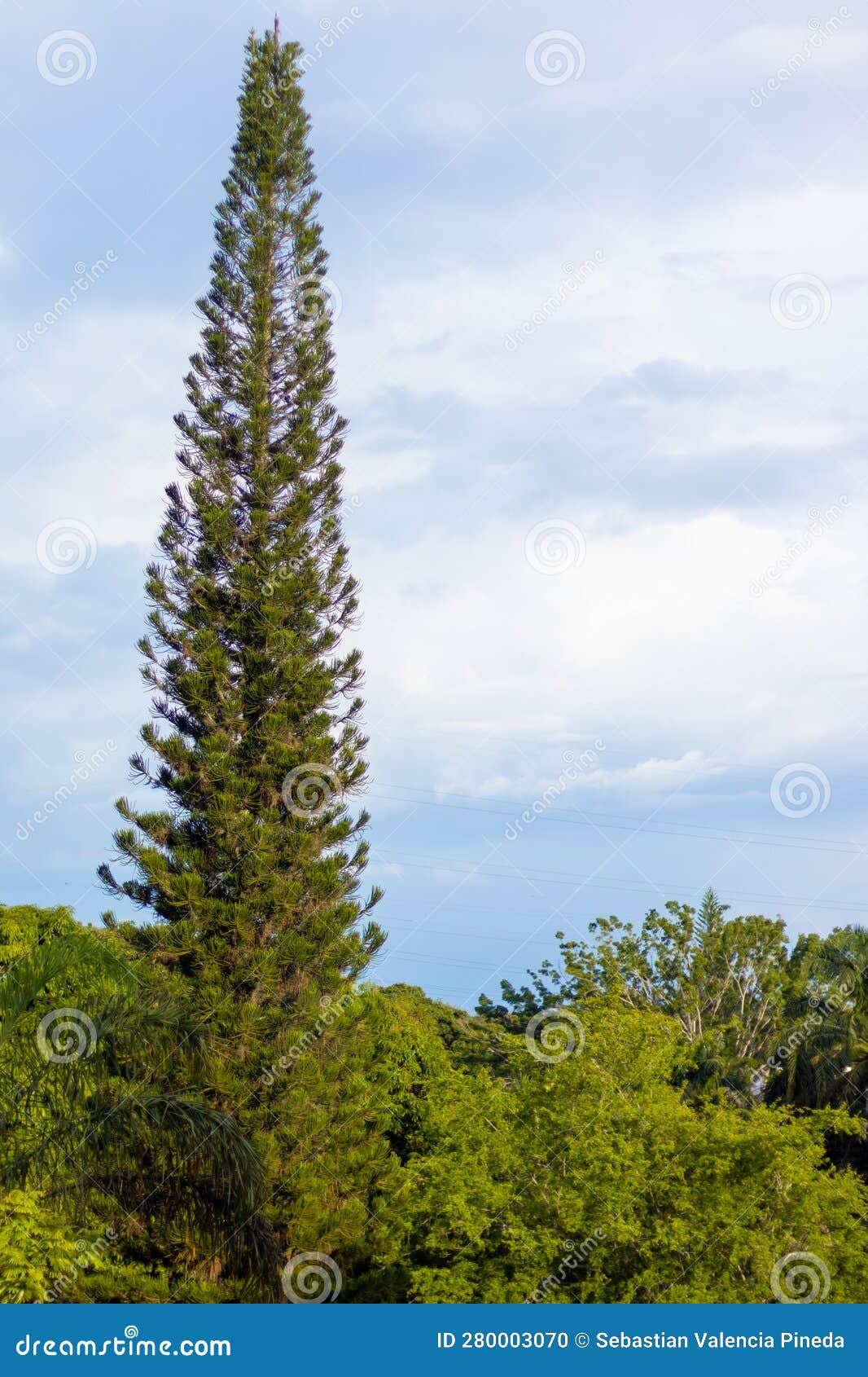 Pine Tree Standing Out in the Landscape Stock Photo - Image of field ...
