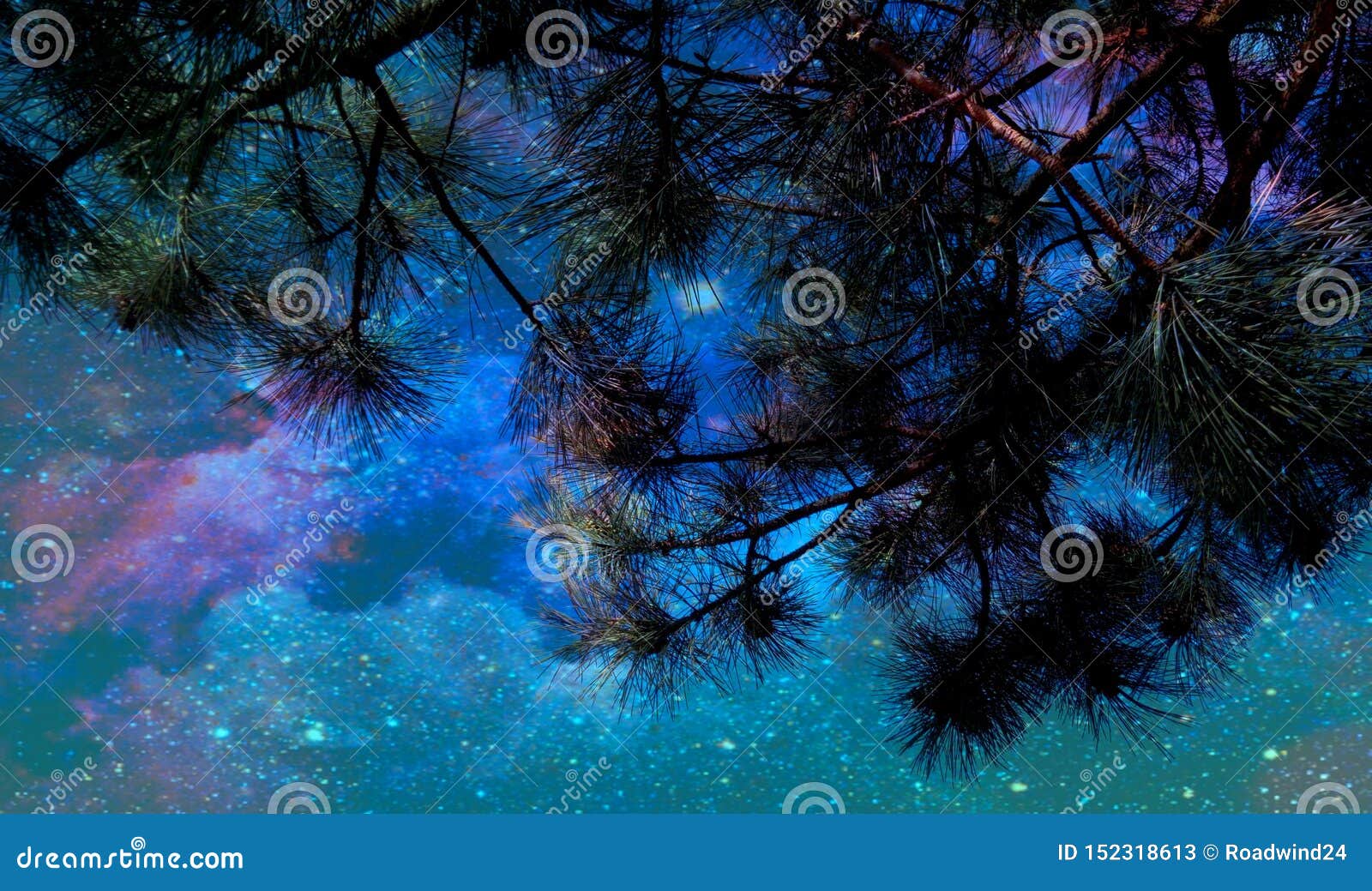 Pine Tree and Starry Night Sky Stock Image - Image of abstract, tree ...